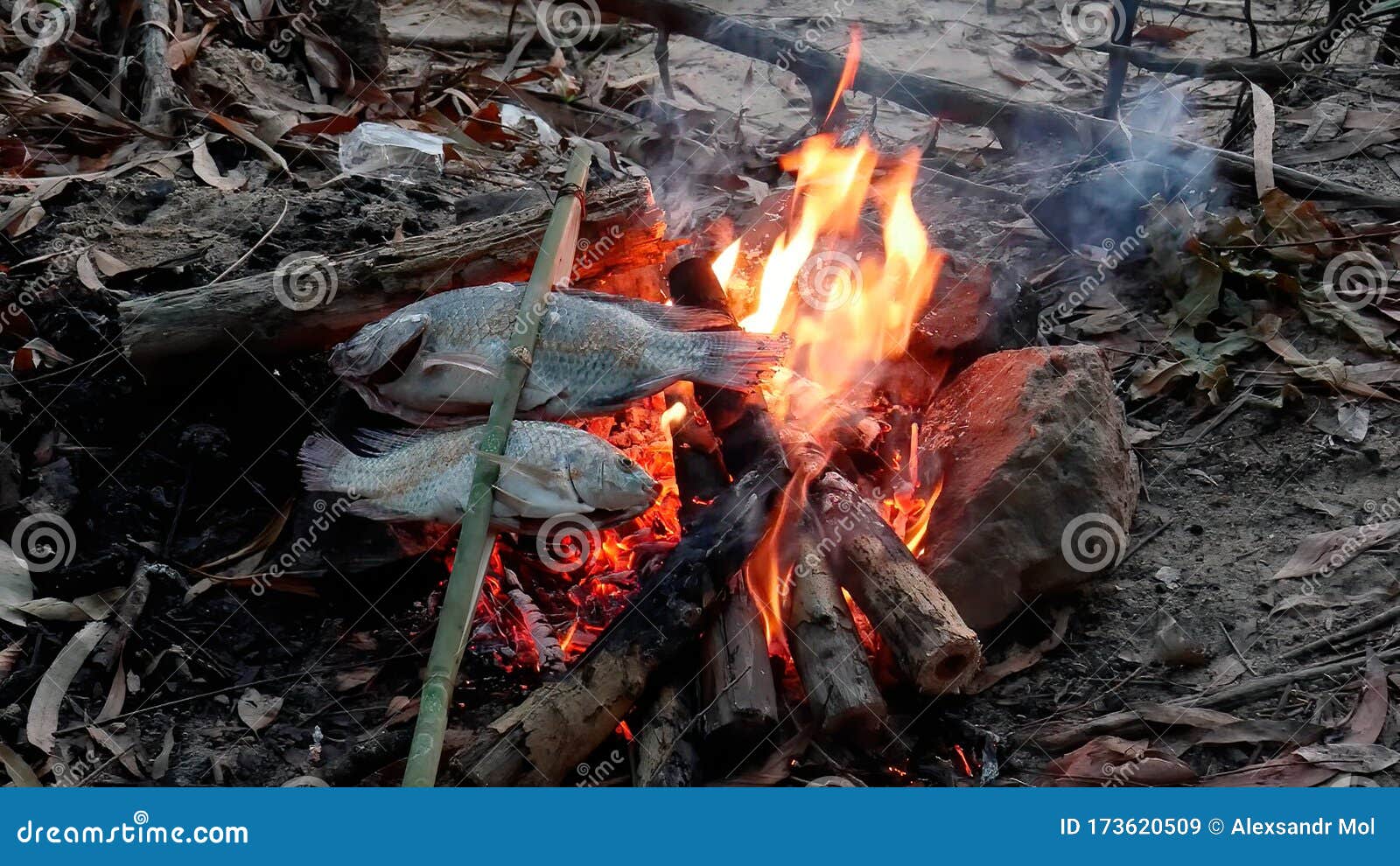 Roasting Fish on a Fire in Field Conditions Stock Image - Image of ...