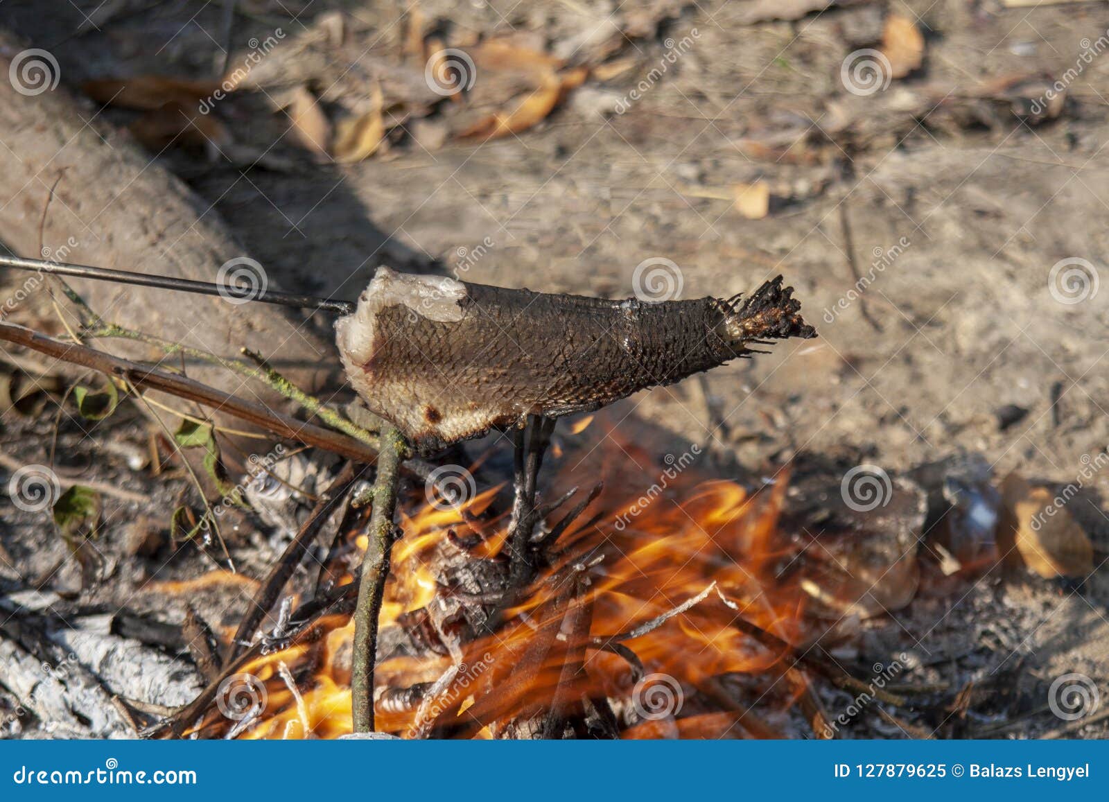 Roasting Fish on Fire in the Nature Stock Image - Image of party ...