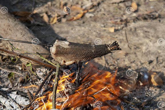 Roasting Fish on Fire in the Nature Stock Image - Image of party ...