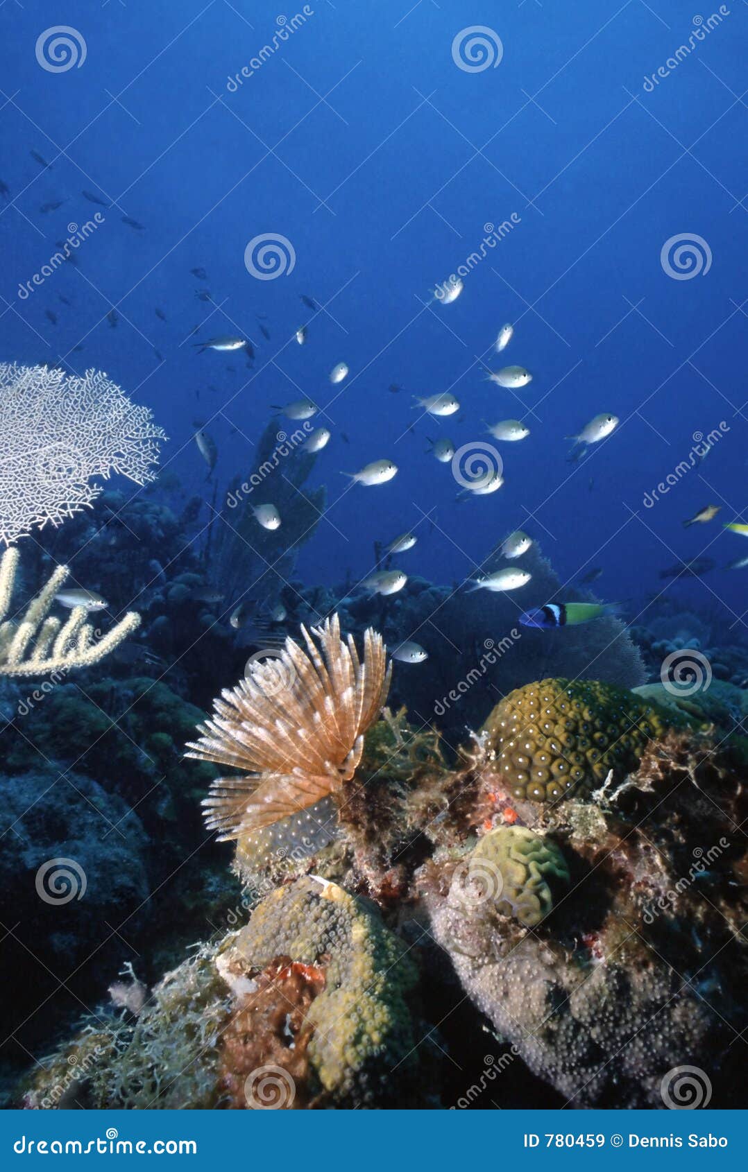 Roatan Reef stock image. Image of fish, biology, marine - 780459