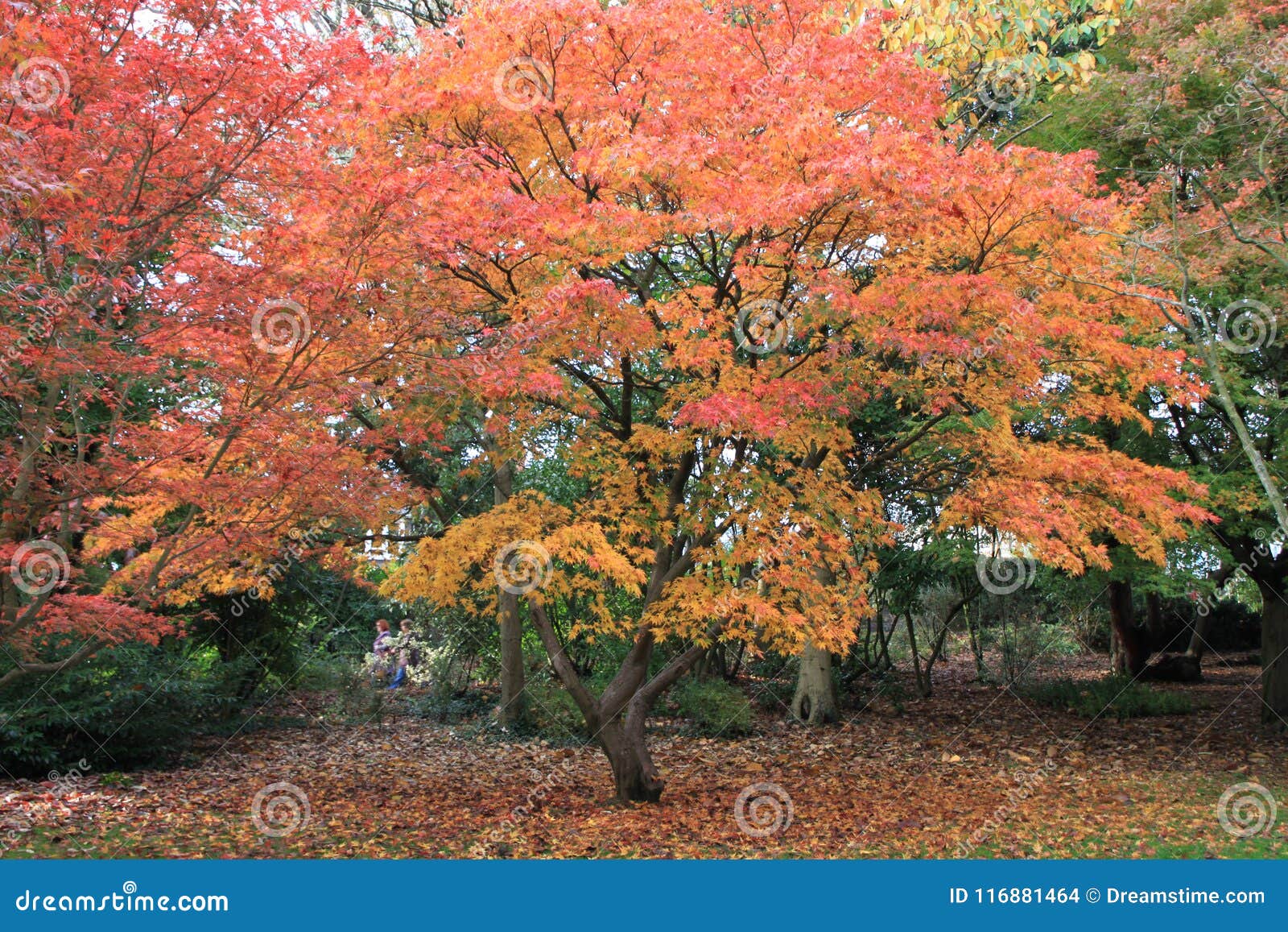 Roath Park Autumn Trees in Cardiff Stock Photo - Image of leaves, tree ...
