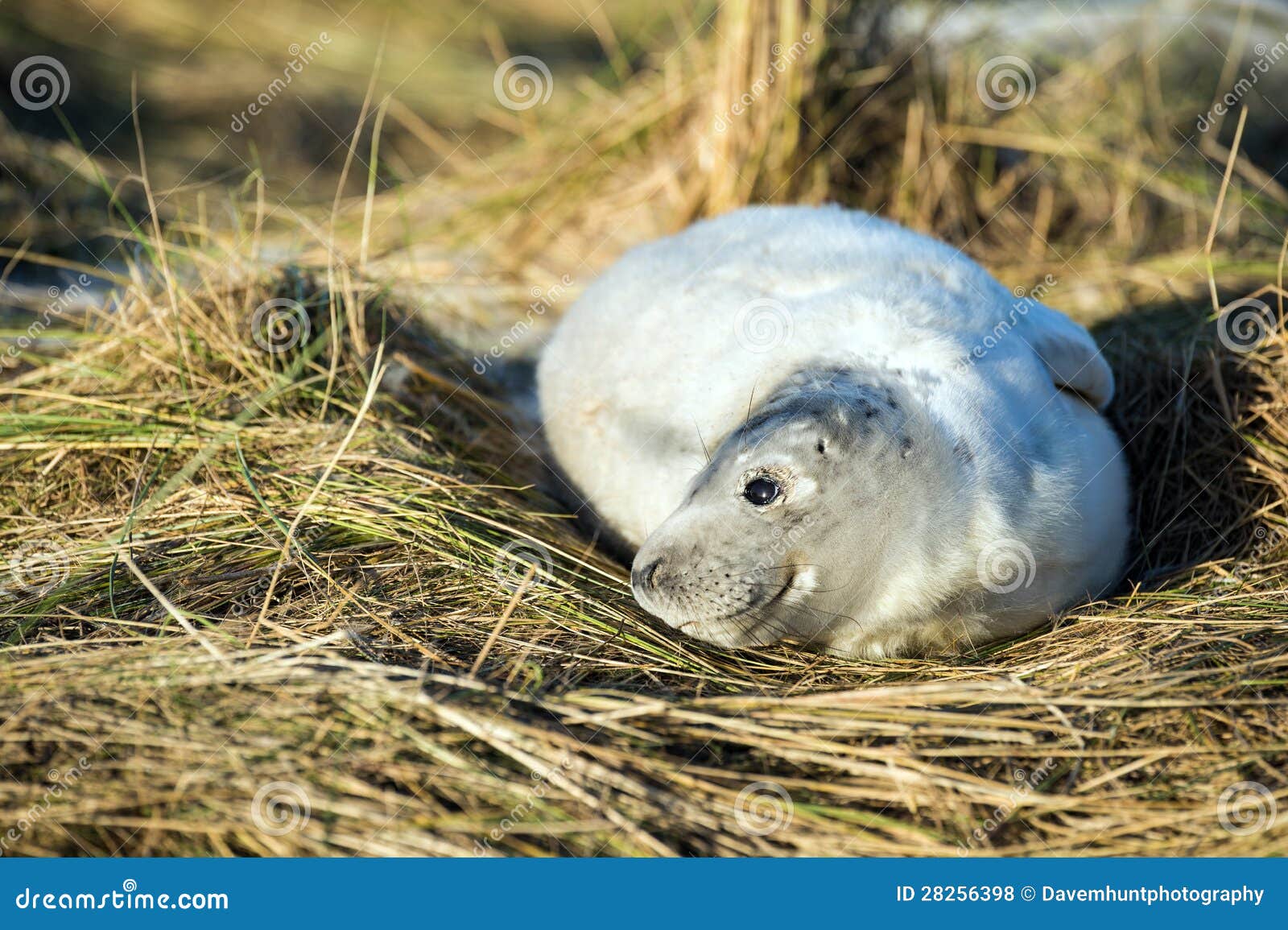 Robbenbaby stockfoto. Bild von nave, atlantisch, winkel - 28256398