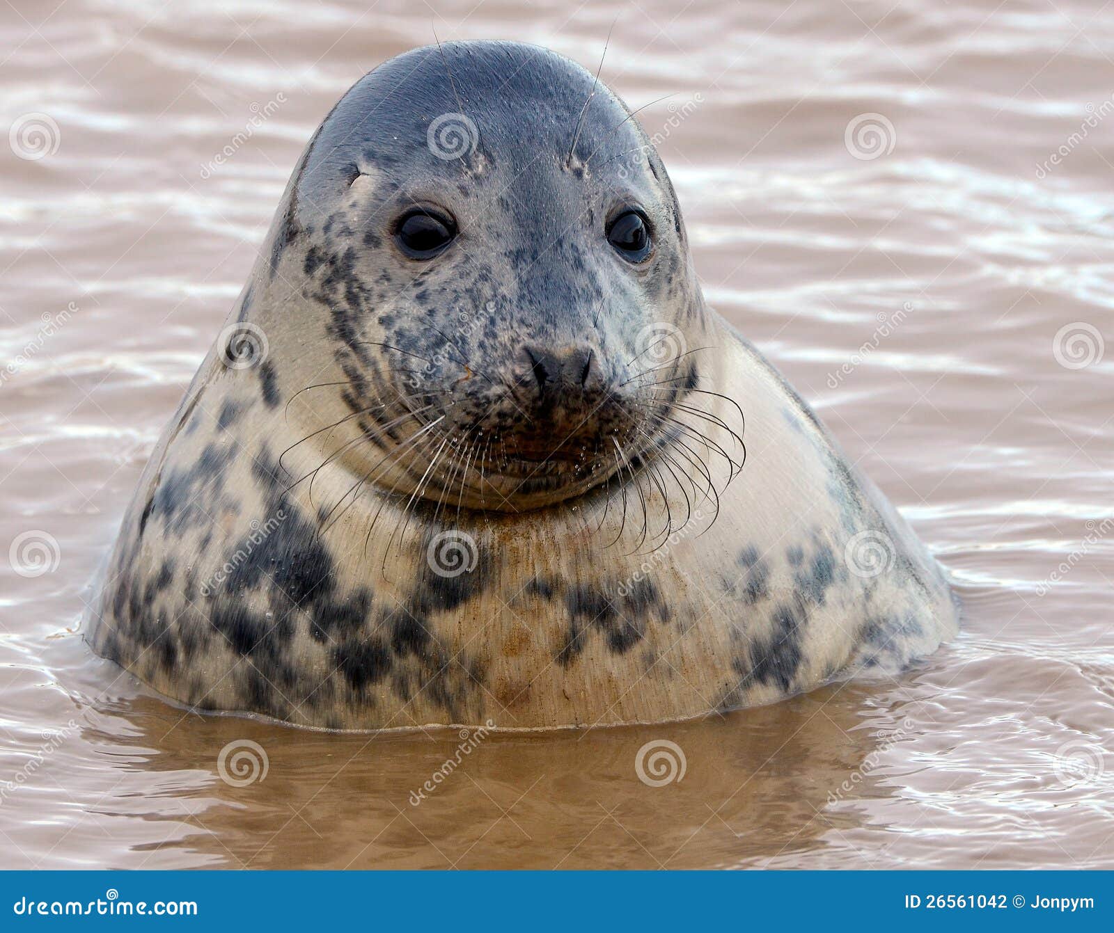 Robbenbaby im Wasser stockfoto. Bild von sand, tageszeit - 26561042