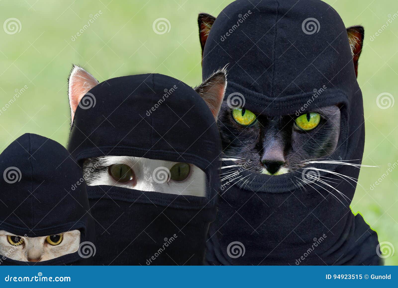 11,708 Family Black Cat Stock Photos - Free & Royalty-Free Stock Photos ...