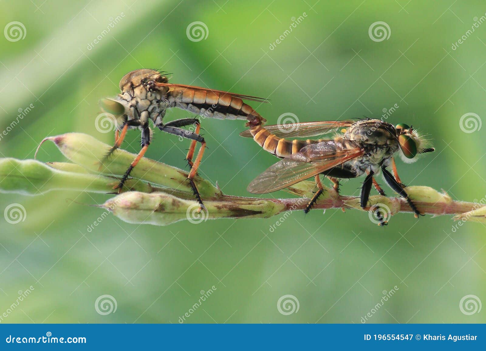 Robber Flies Asilidae Species Mated Stock Image - Image of flies ...
