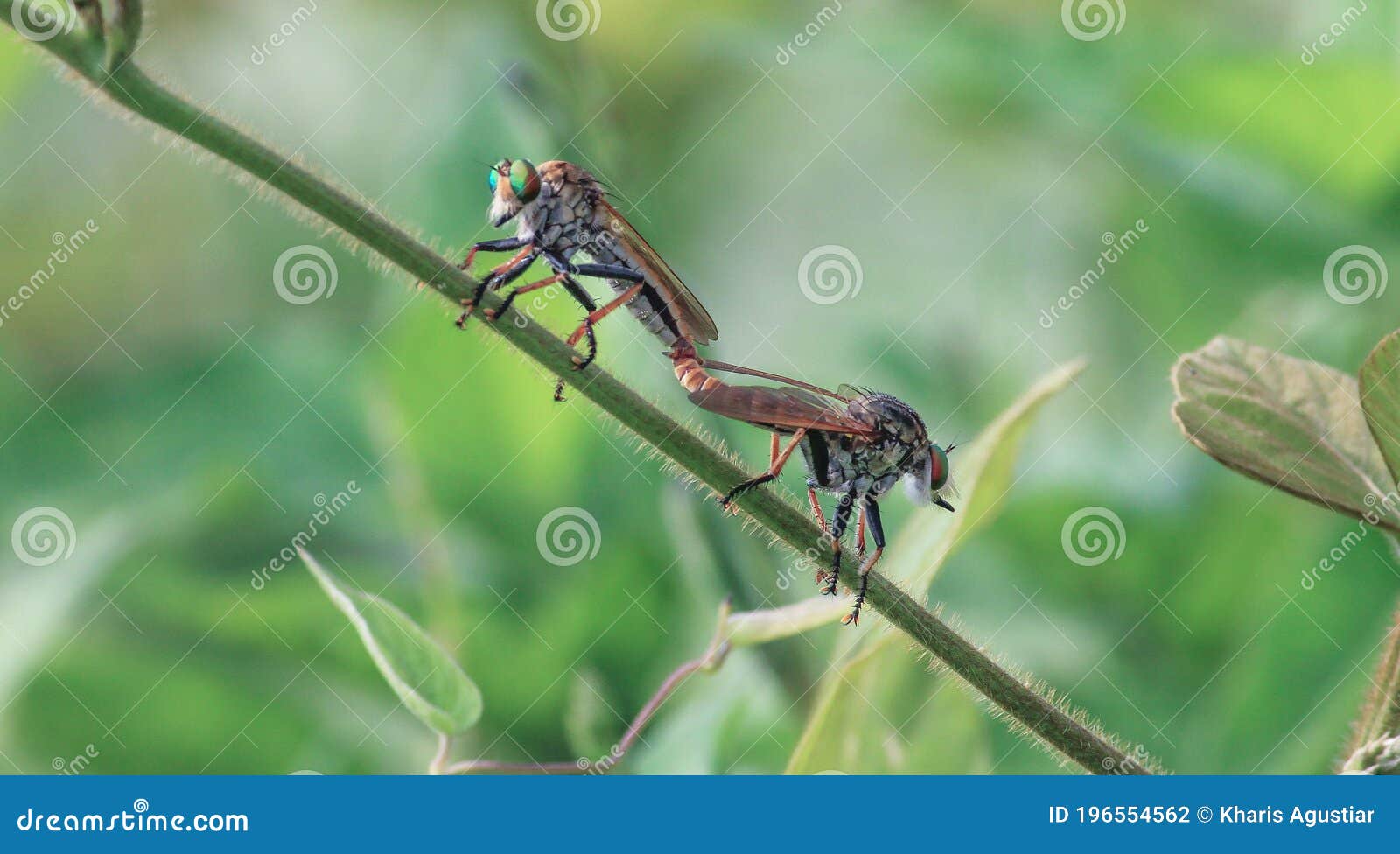 Robber Flies Asilidae Species Mated Stock Photo - Image of species ...