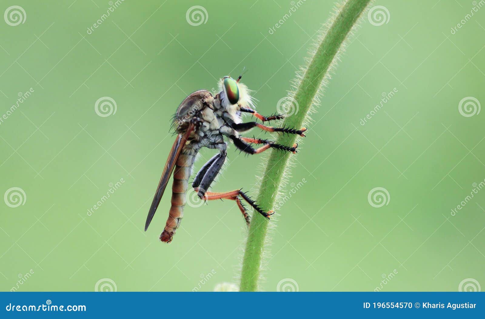 Robber Flies Asilidae Species Mated Stock Photo - Image of robber ...