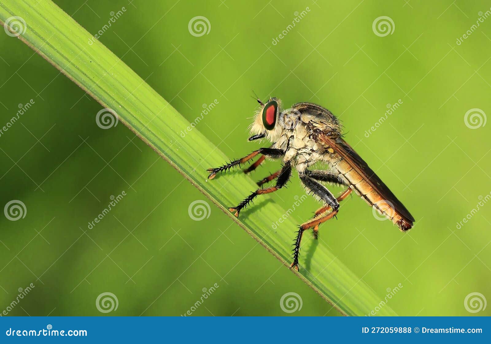 Robber Flies stock photo. Image of wing, yellow, dragonfly - 272059888