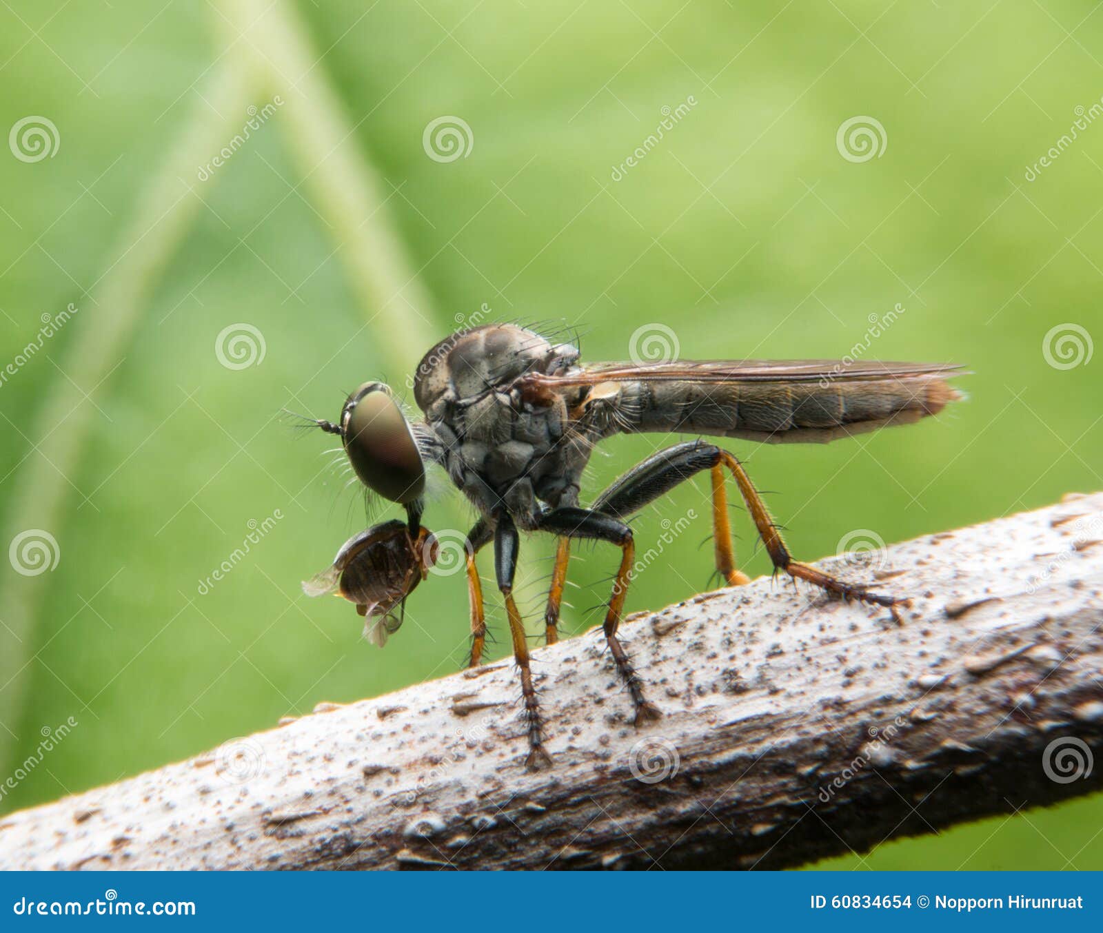 Robber flies stock photo. Image of yellowhead, robber - 60834654