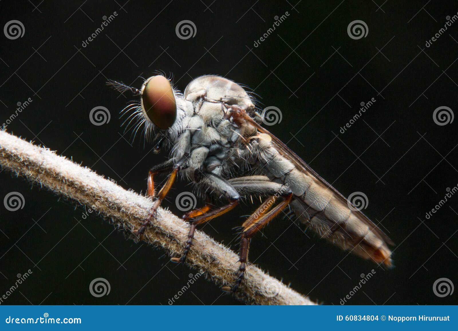Robber flies stock photo. Image of cute, bigeye, nature - 60834804