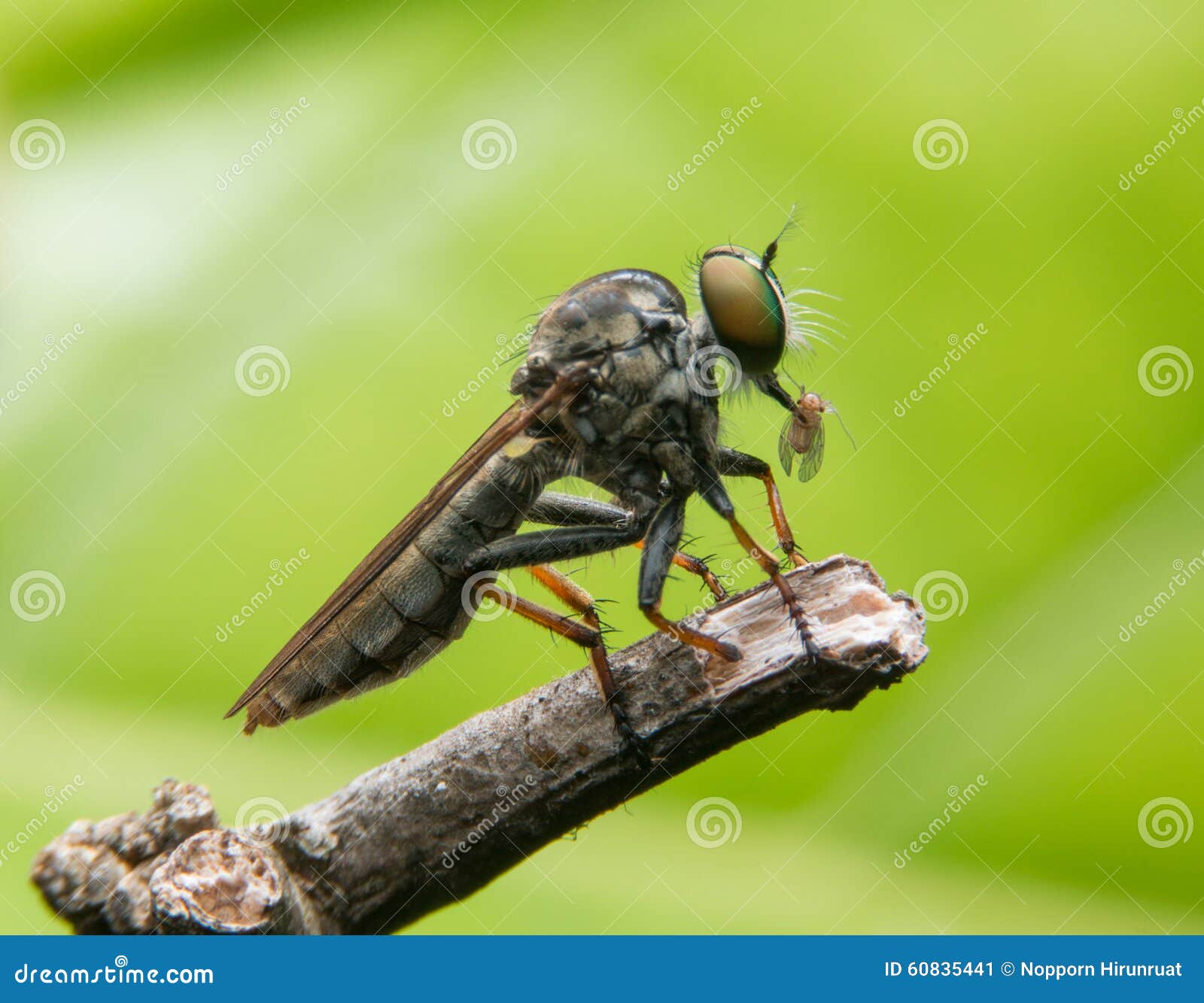 Robber flies stock image. Image of insect, bigeye, wildlife - 60835441