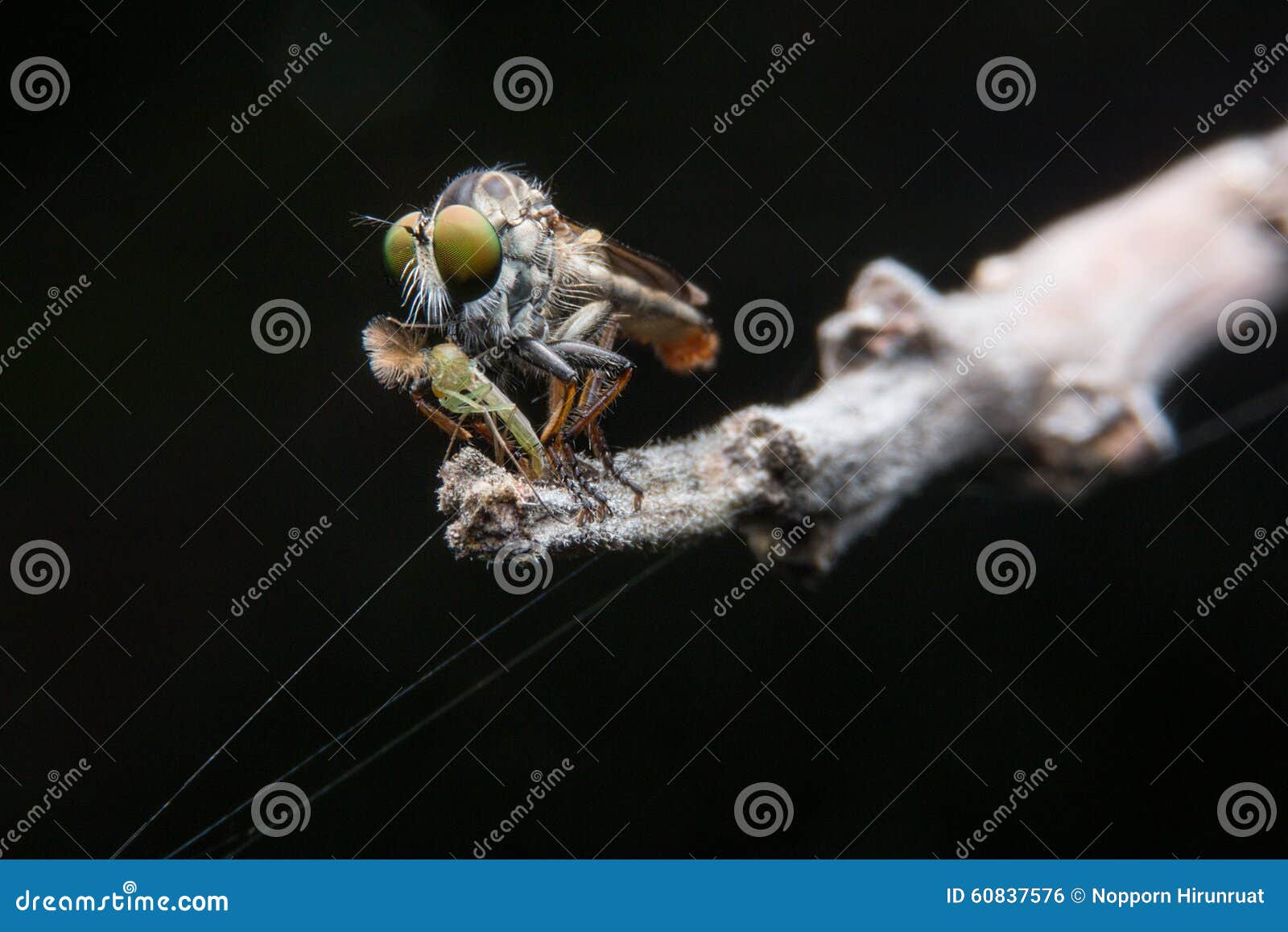 Robber flies stock photo. Image of wing, insect, background - 60837576