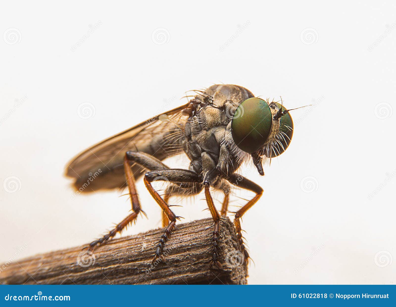 Robber flies stock photo. Image of yellowhead, wing, nature - 61022818