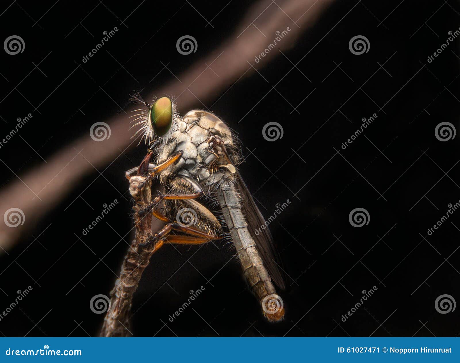 Robber flies stock image. Image of bigeye, insect, leave - 61027471