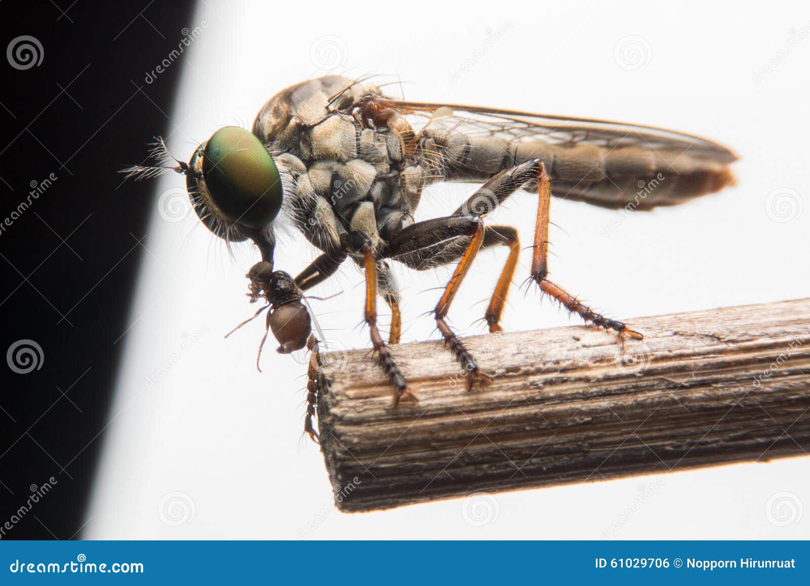 Robber flies stock photo. Image of leave, wing, wildlife - 61029706