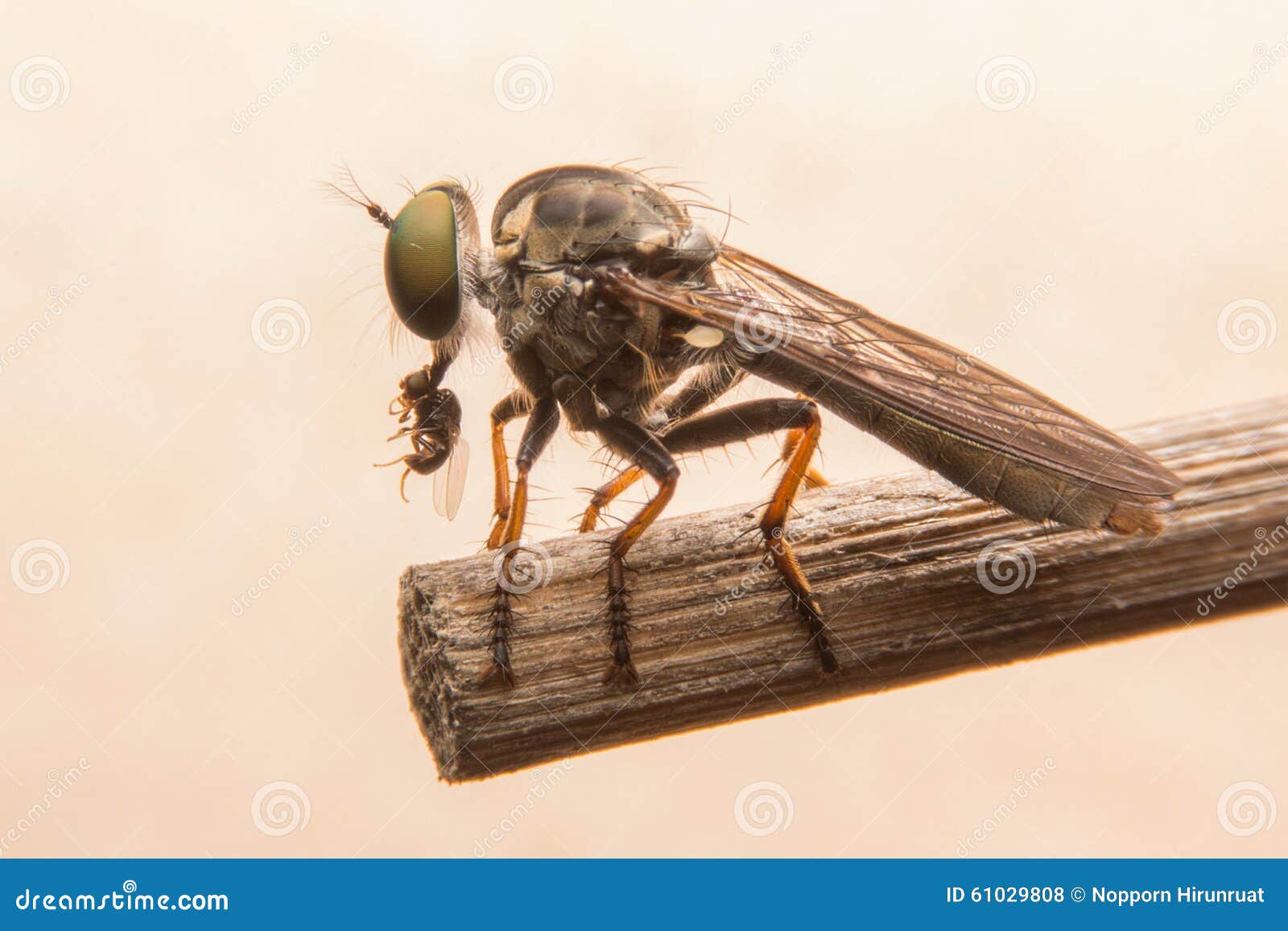 Robber flies stock photo. Image of flies, leave, insect - 61029808