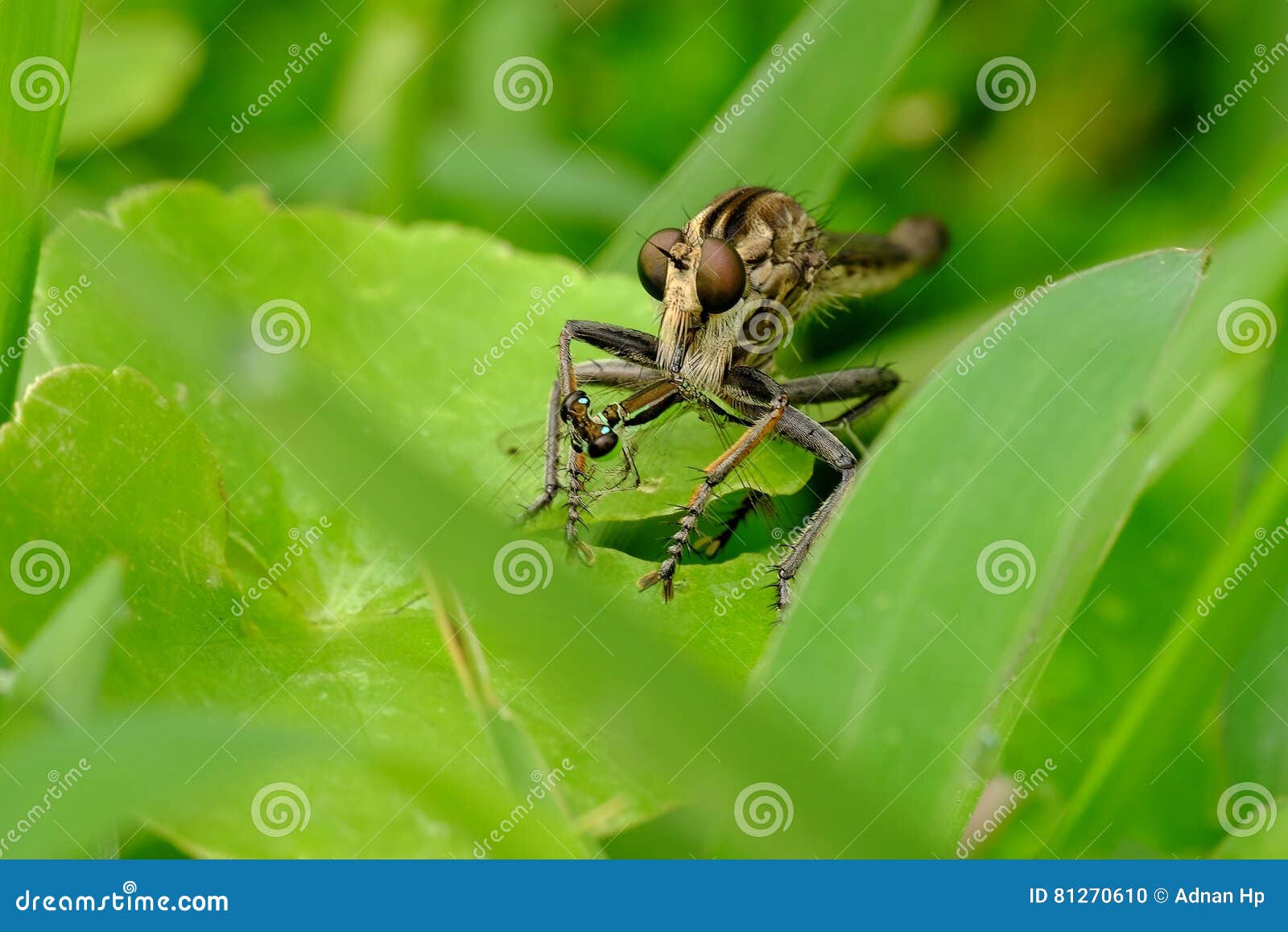 Robber Flies Catch Damselfly As Prey Stock Photo - Image of leaf ...