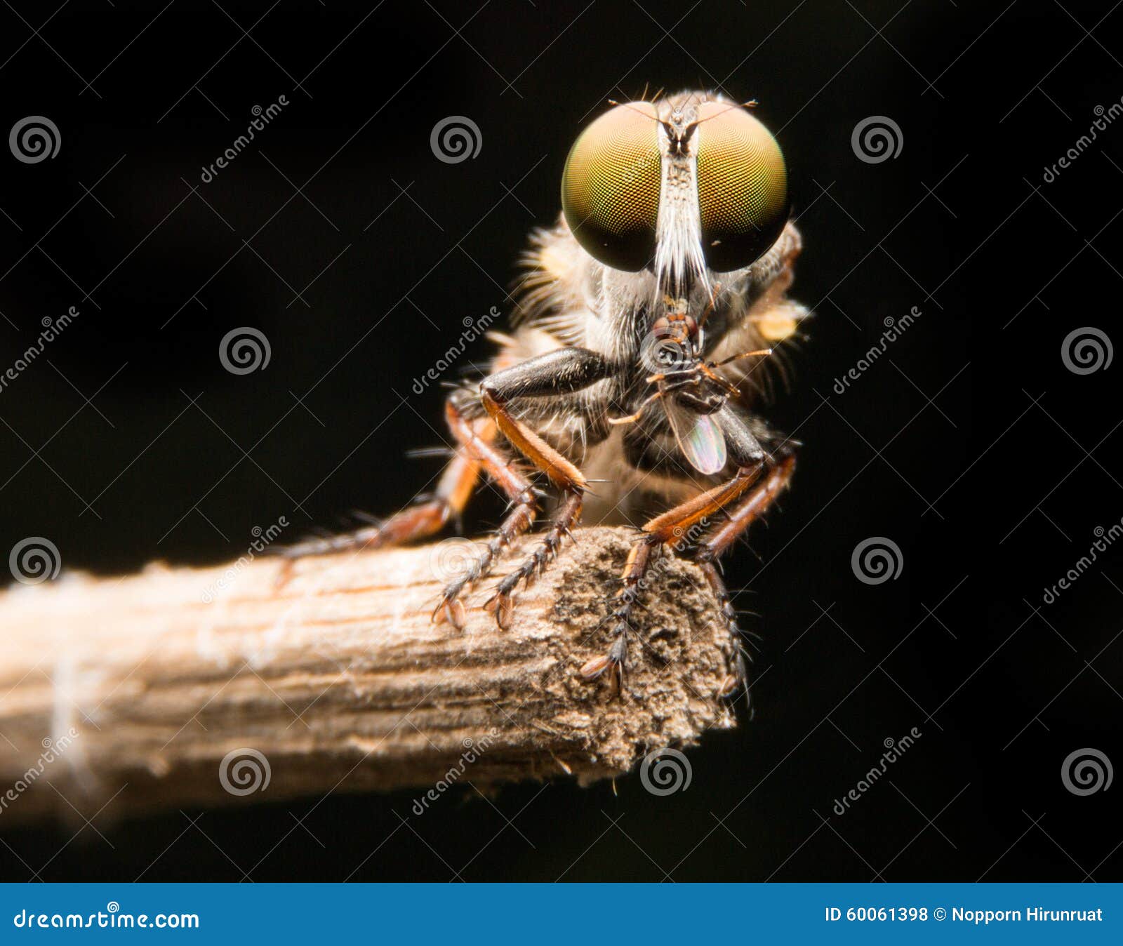 Robber flies stock photo. Image of robber, body, flight - 60061398