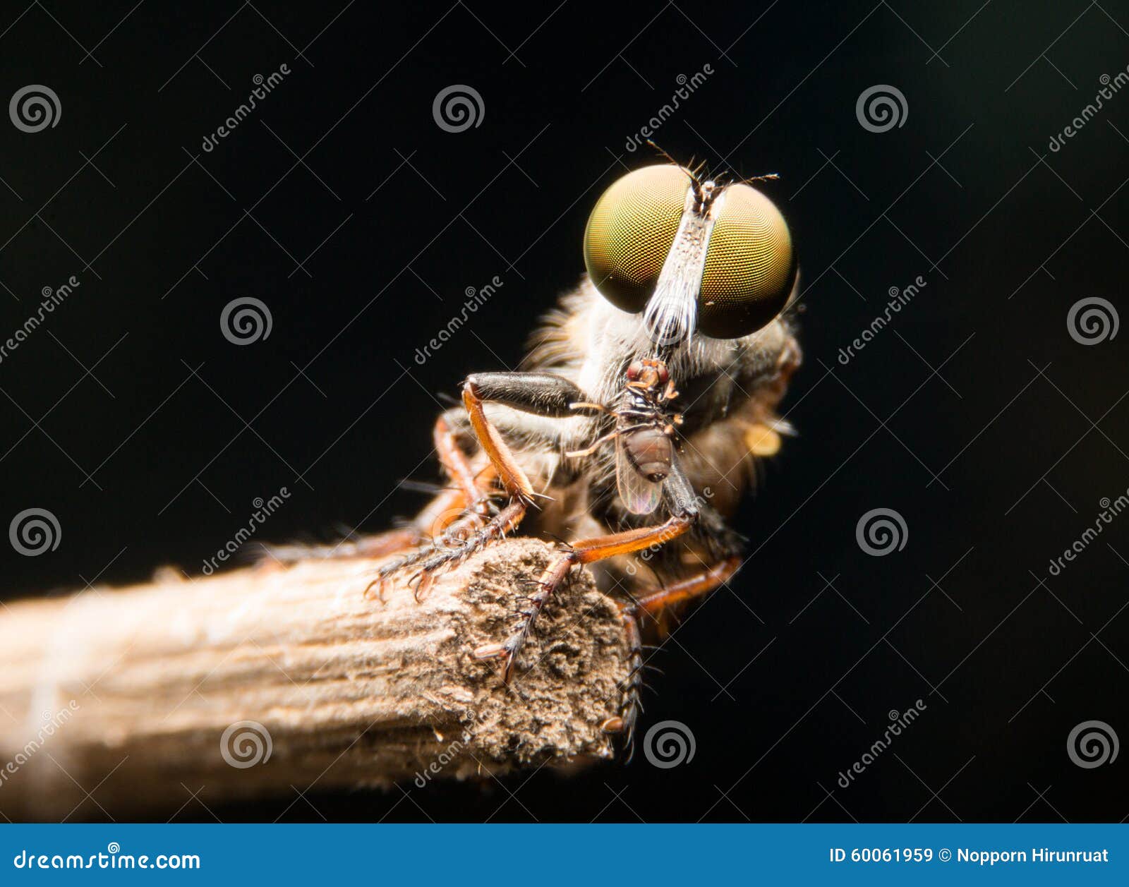Robber flies stock image. Image of flies, animals, macro - 60061959