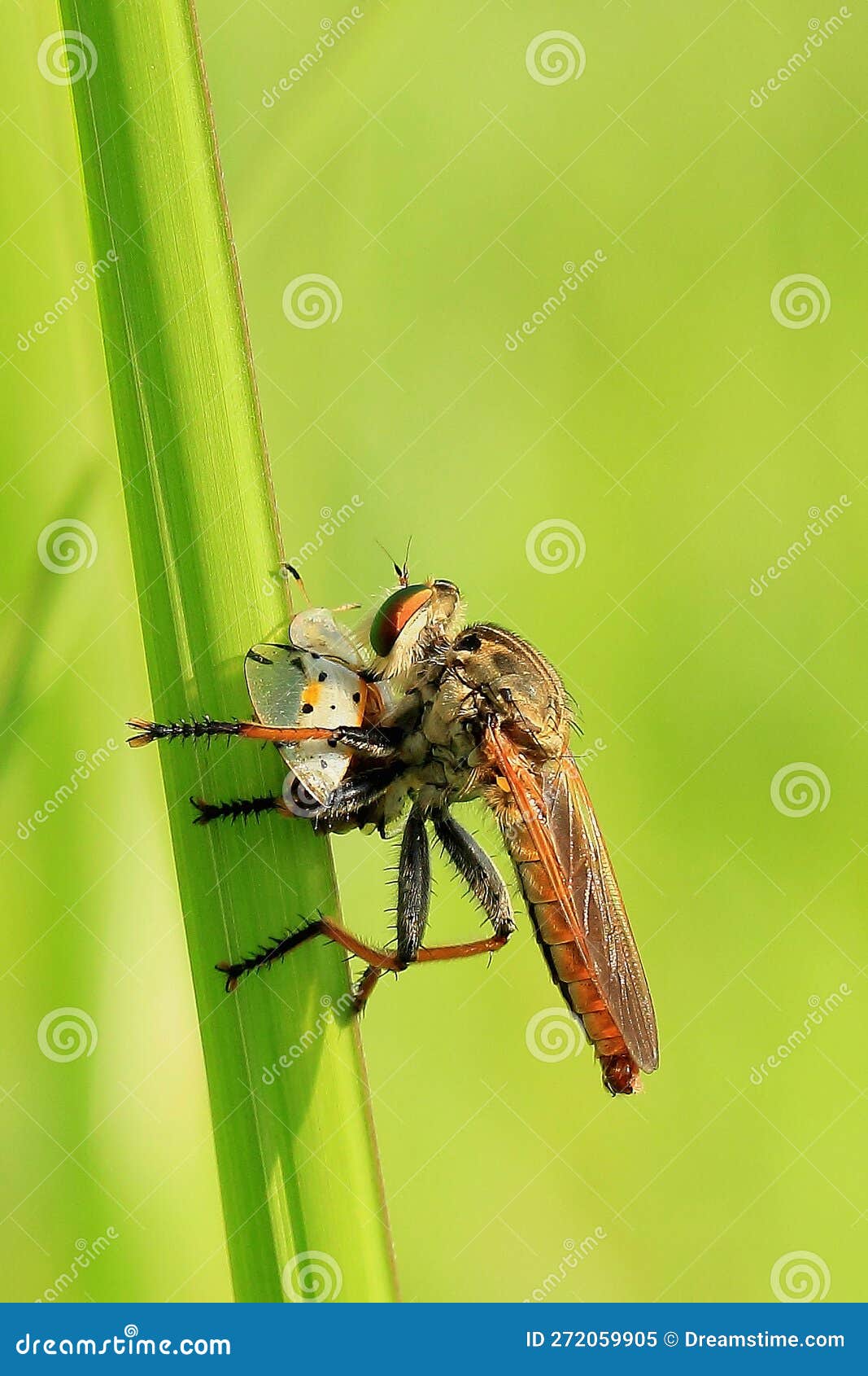 Robber Flies eat stock image. Image of green, flies - 272059905