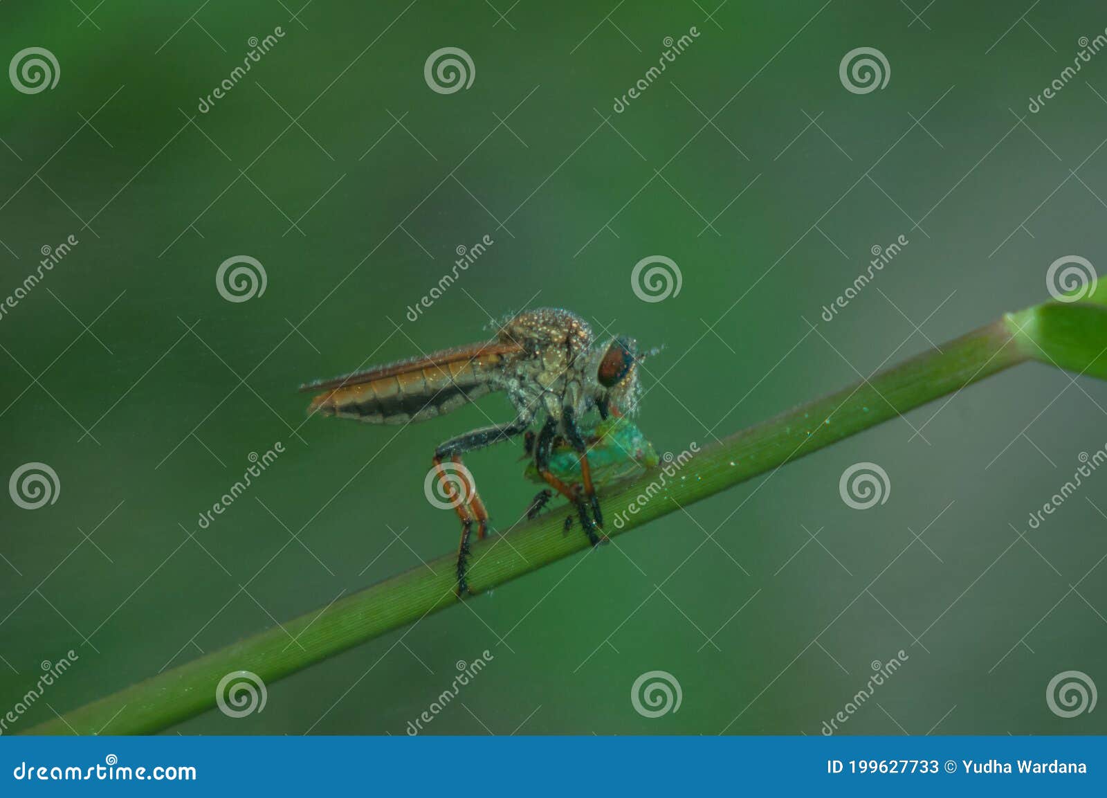 Robber Flies are Eating Prey Stock Image - Image of nature, flies ...