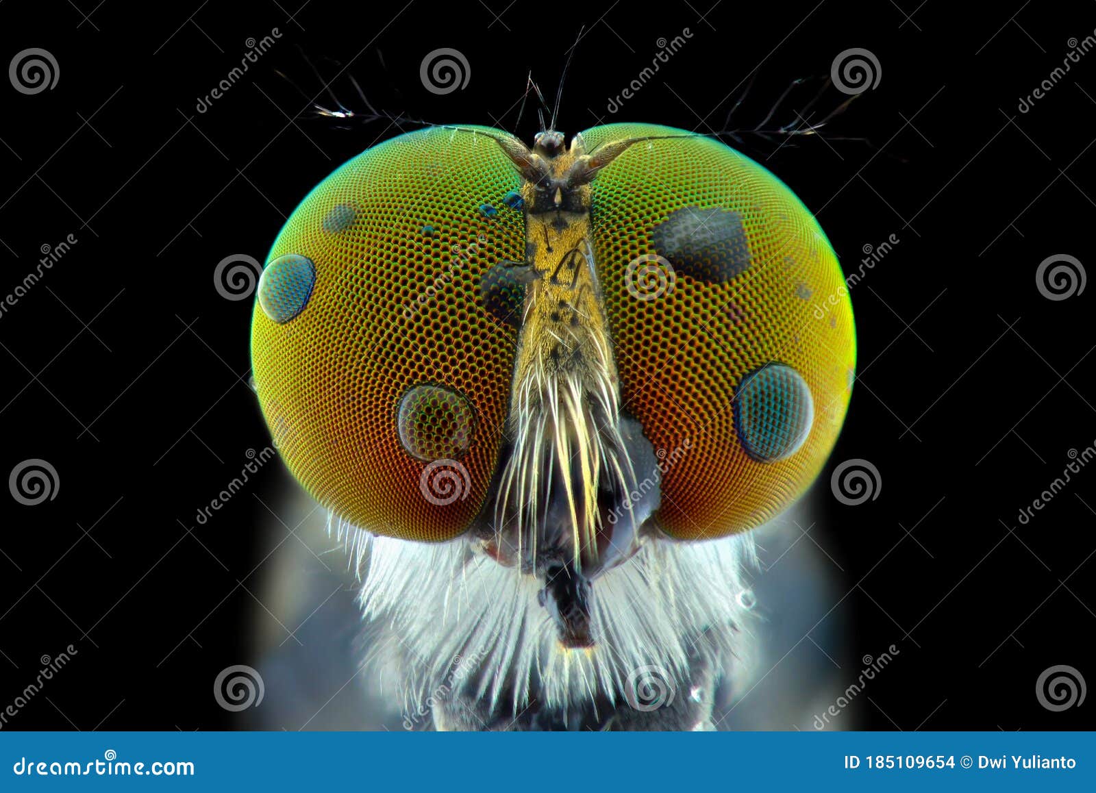 Robber Flies Face Extreme Close Up Stock Photo - Image of flies, close ...