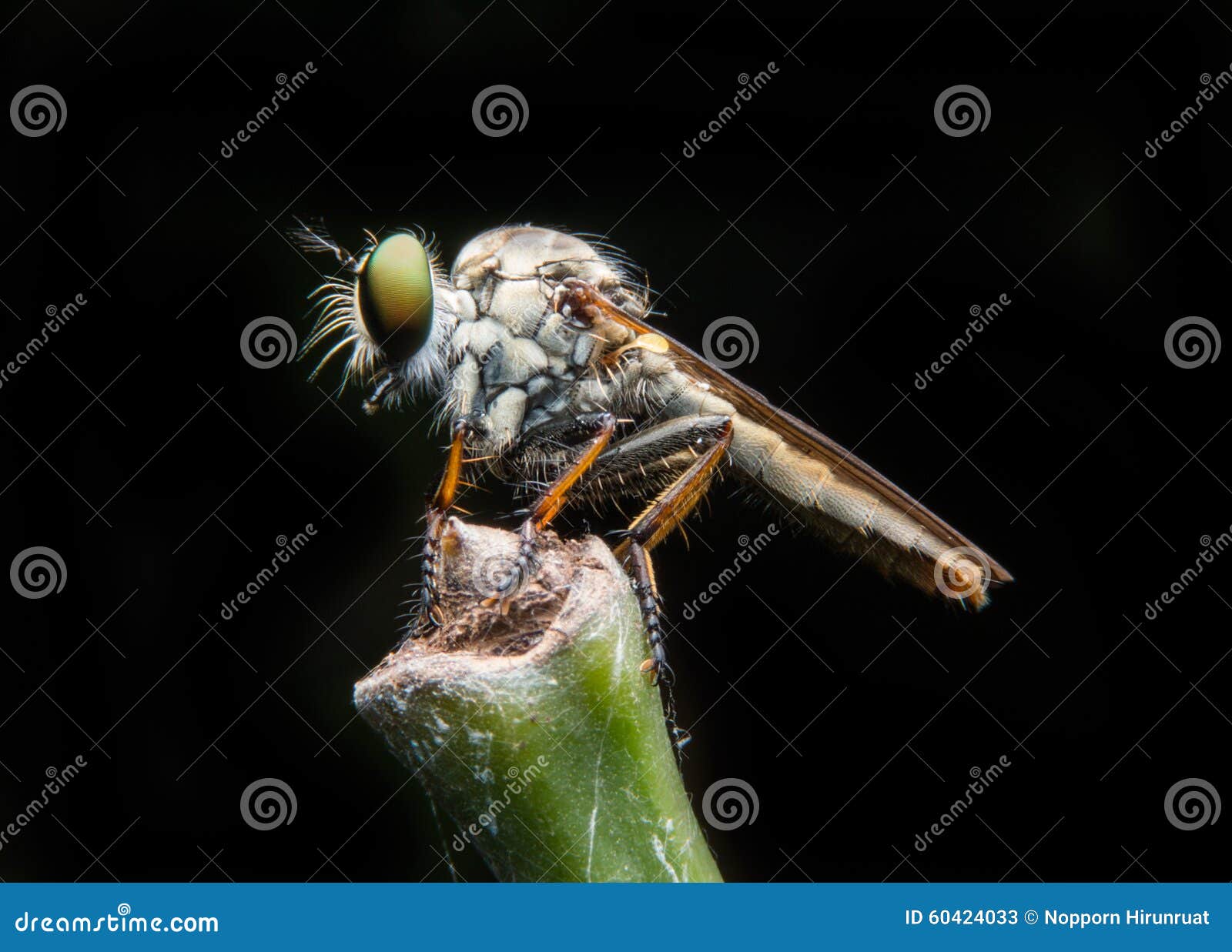 Robber flies stock image. Image of robber, flies, nature - 60424033