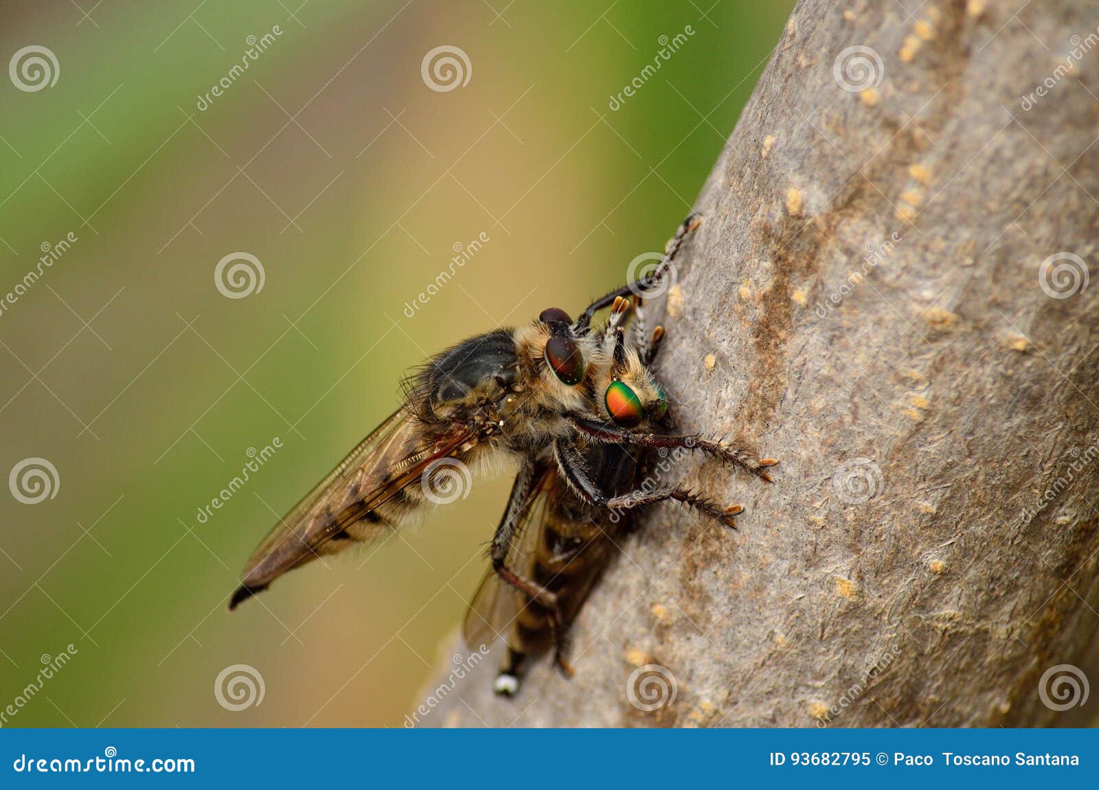 Robber flies stock image. Image of capturing, survival - 93682795