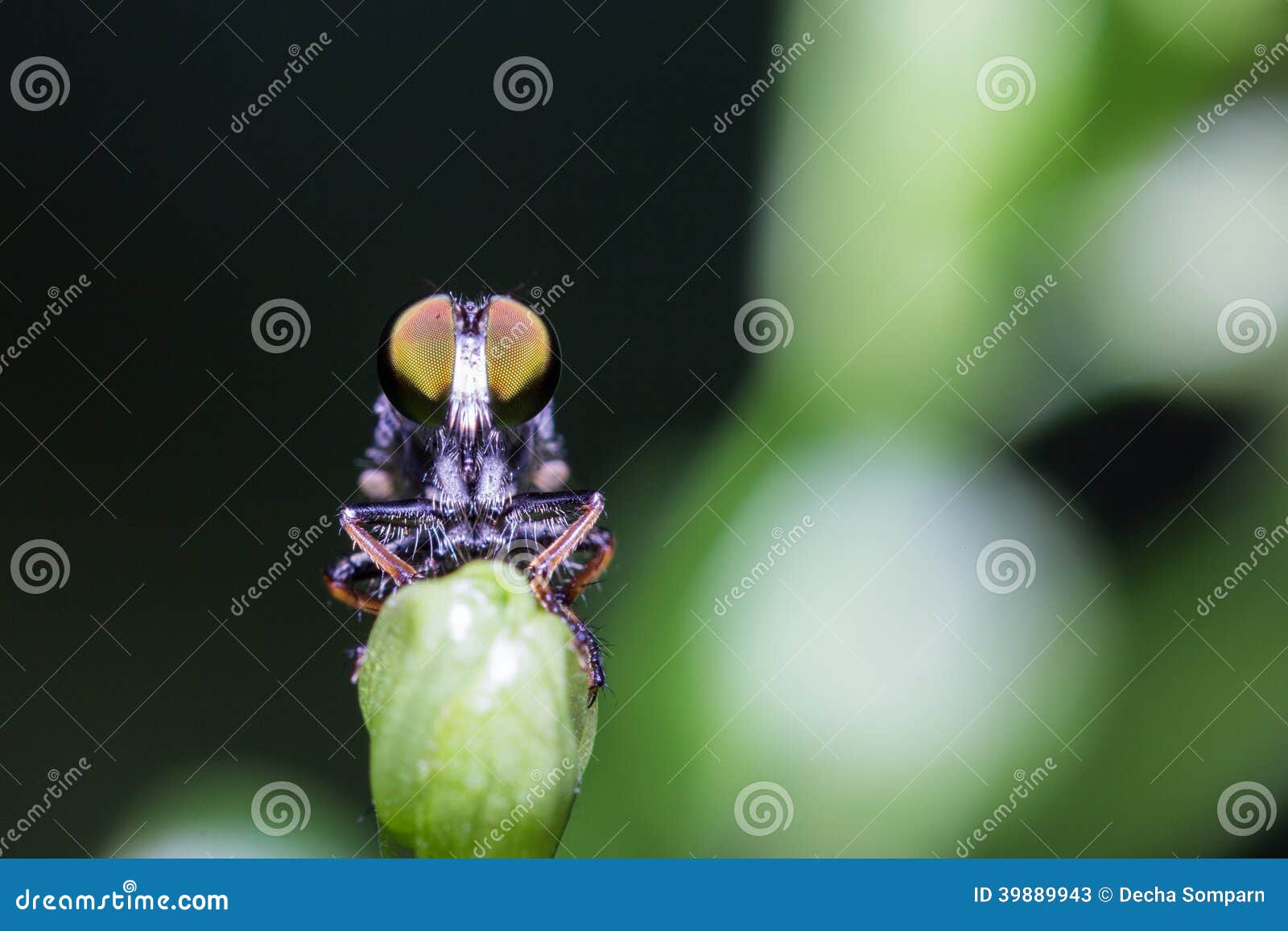 Robber flies stock image. Image of insect, nature, hunting - 39889943