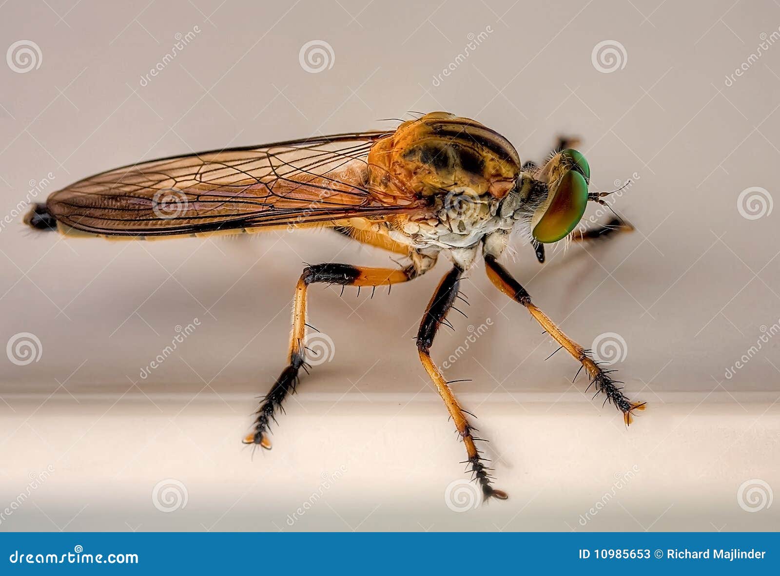 Robber fly stock image. Image of macro, closeup, insect - 10985653