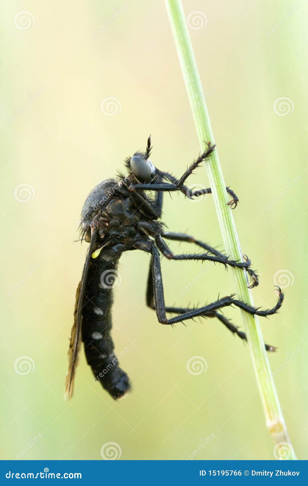 The robber fly stock photo. Image of assassinfly, robber - 15195766