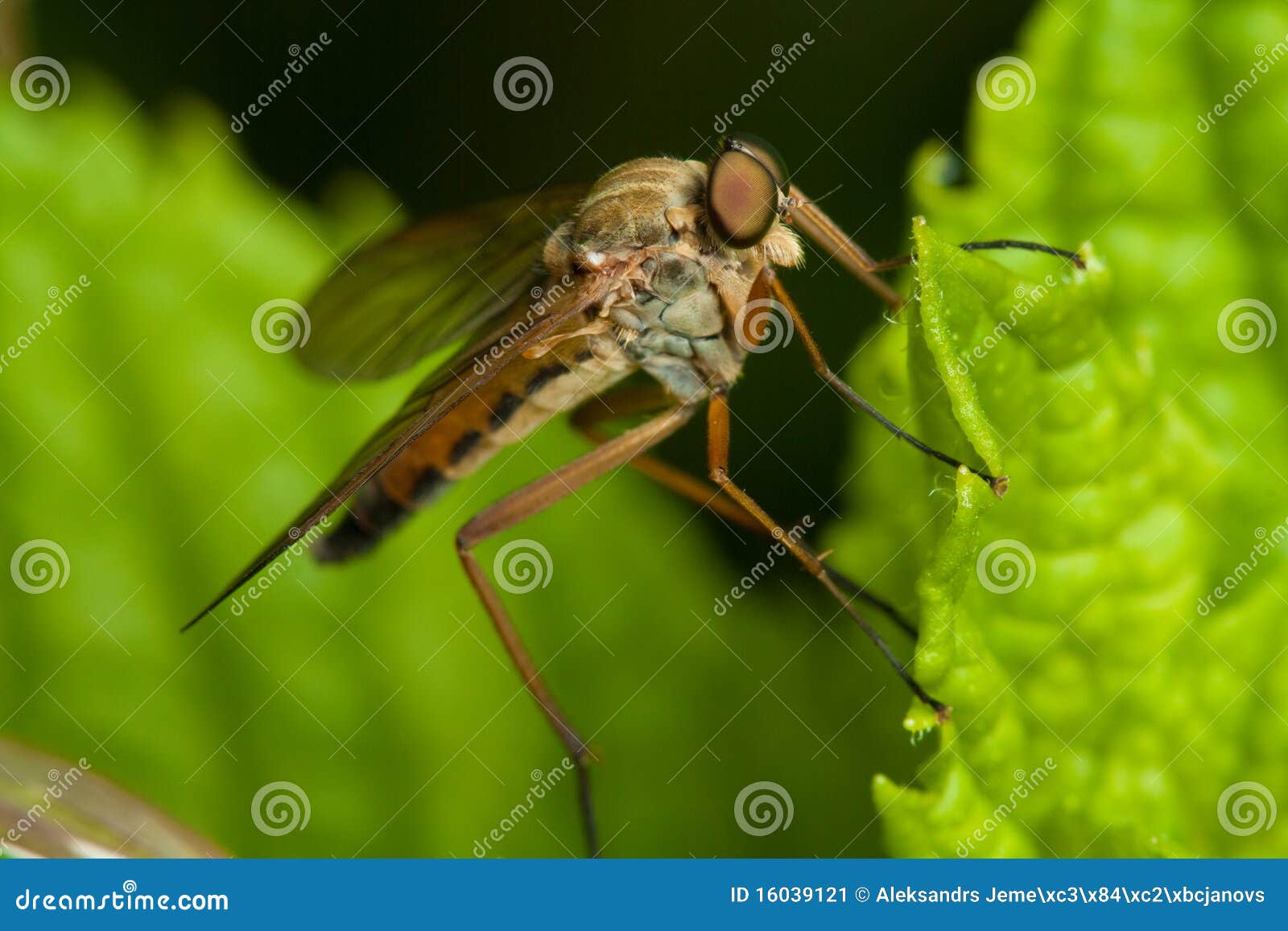 Robber fly stock image. Image of wing, macro, grey, nature - 16039121