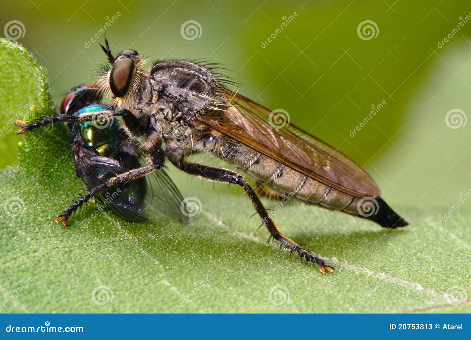 Robber fly stock image. Image of foliage, diptera, close - 20753813