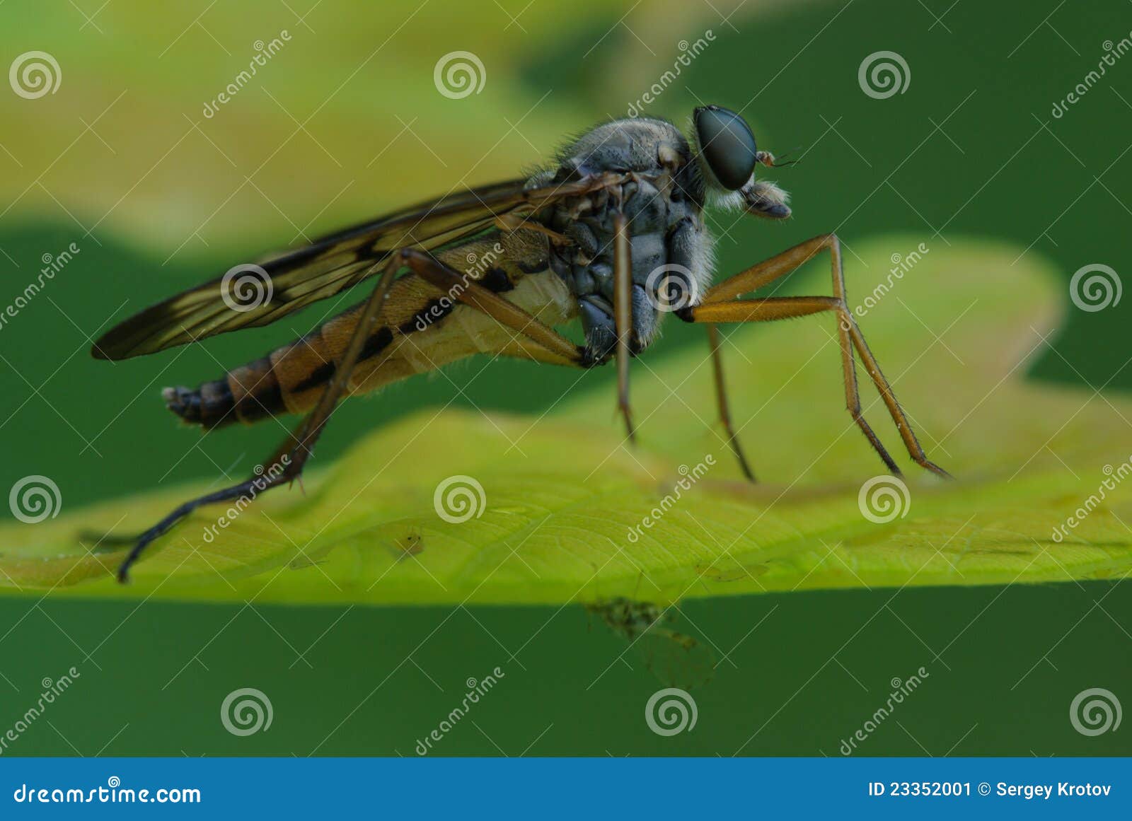 Robber fly stock image. Image of life, colors, nikon - 23352001