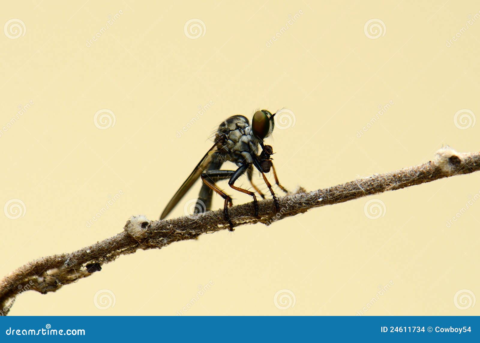 Robber fly stock photo. Image of eaten, artropoda, food - 24611734