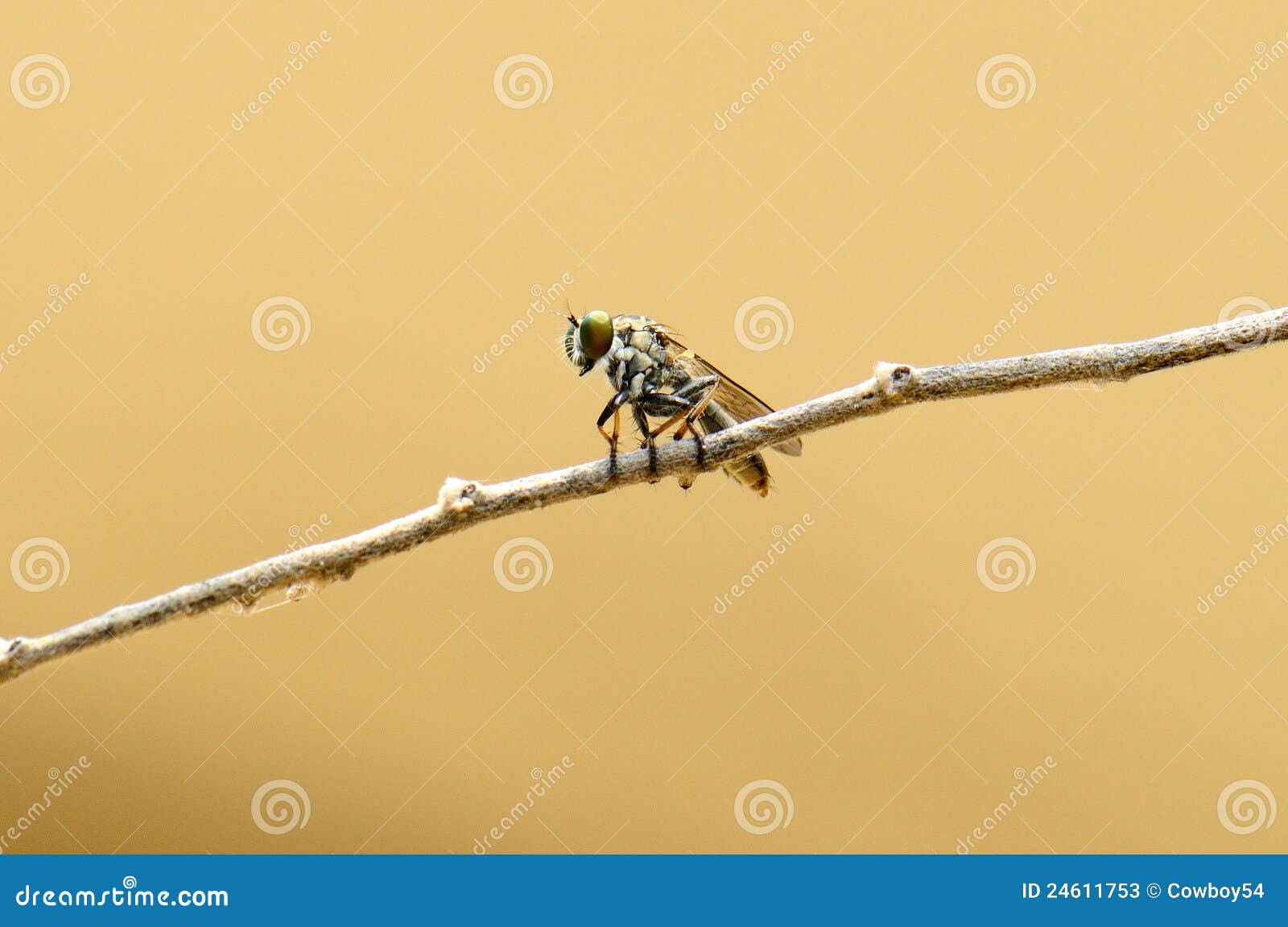 Robber fly stock image. Image of natural, outdoor, predator - 24611753
