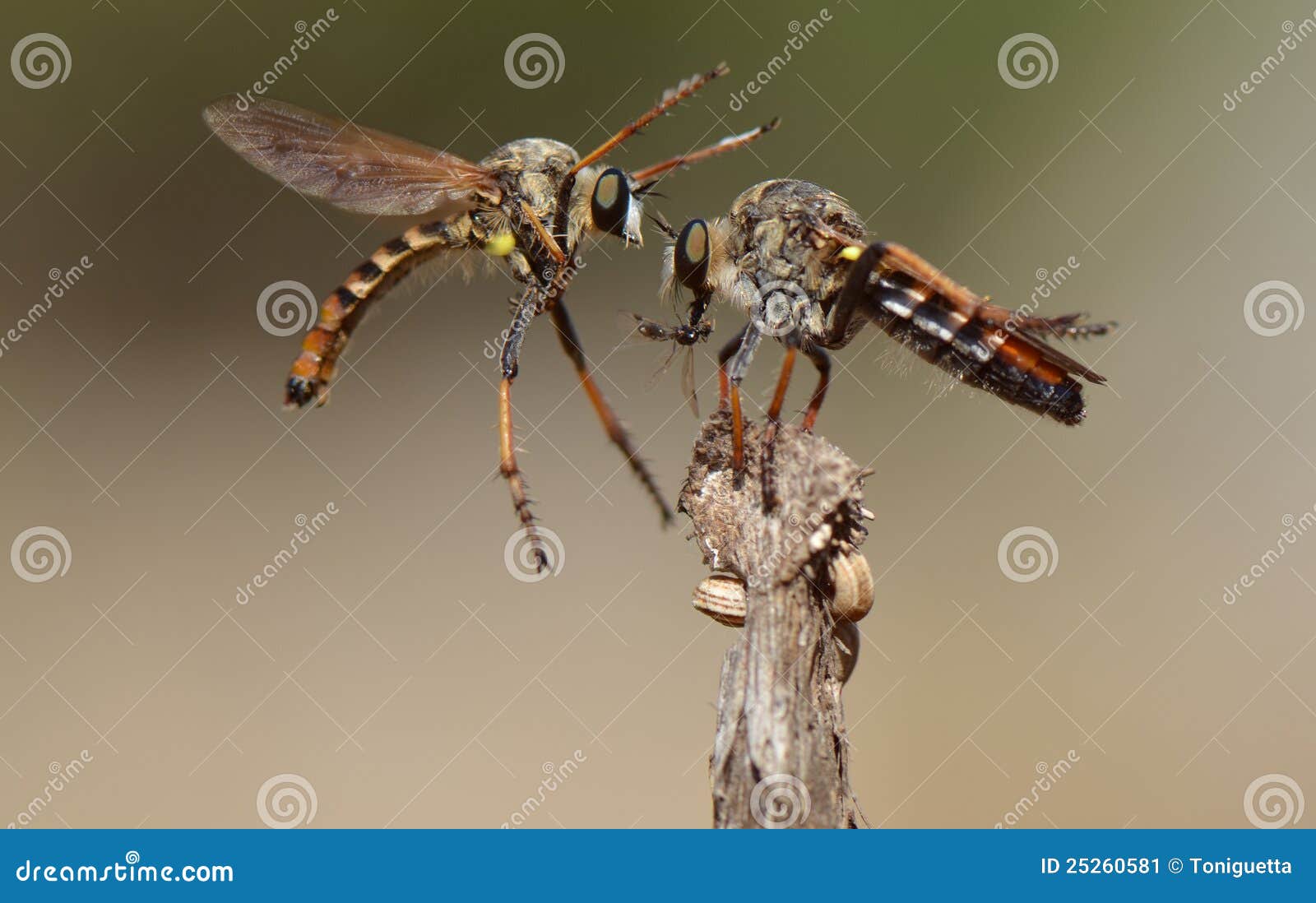 Robber fly stock image. Image of insect, close, middle - 25260581