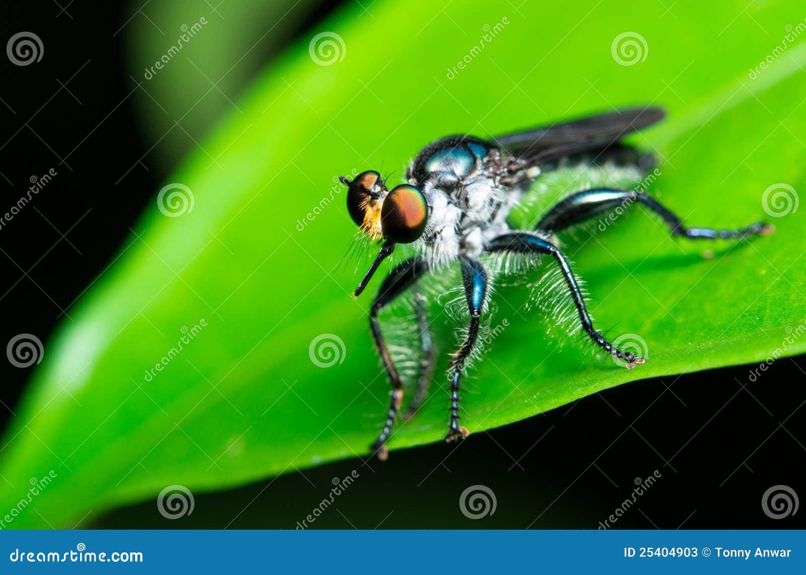 Robber Fly stock image. Image of pest, predator, wildlife - 25404903
