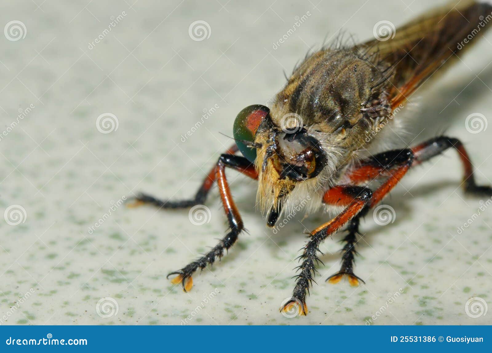Robber fly stock photo. Image of robber, mildew, detail - 25531386