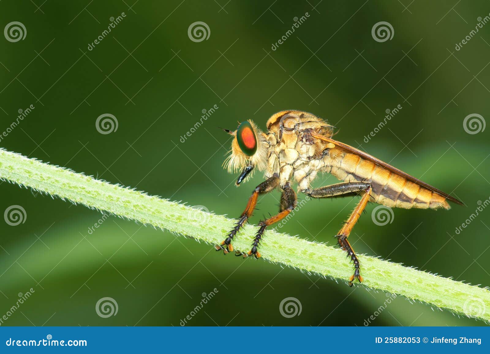 Robber fly stock image. Image of close, macro, winged - 25882053