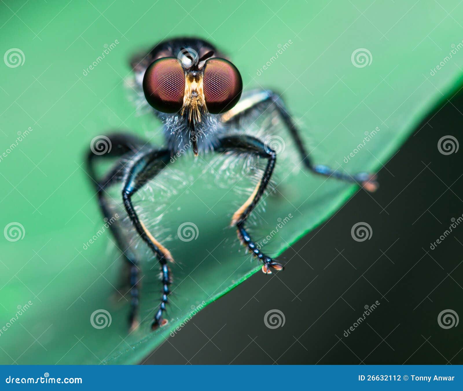Robber Fly stock photo. Image of predator, carnivore - 26632112