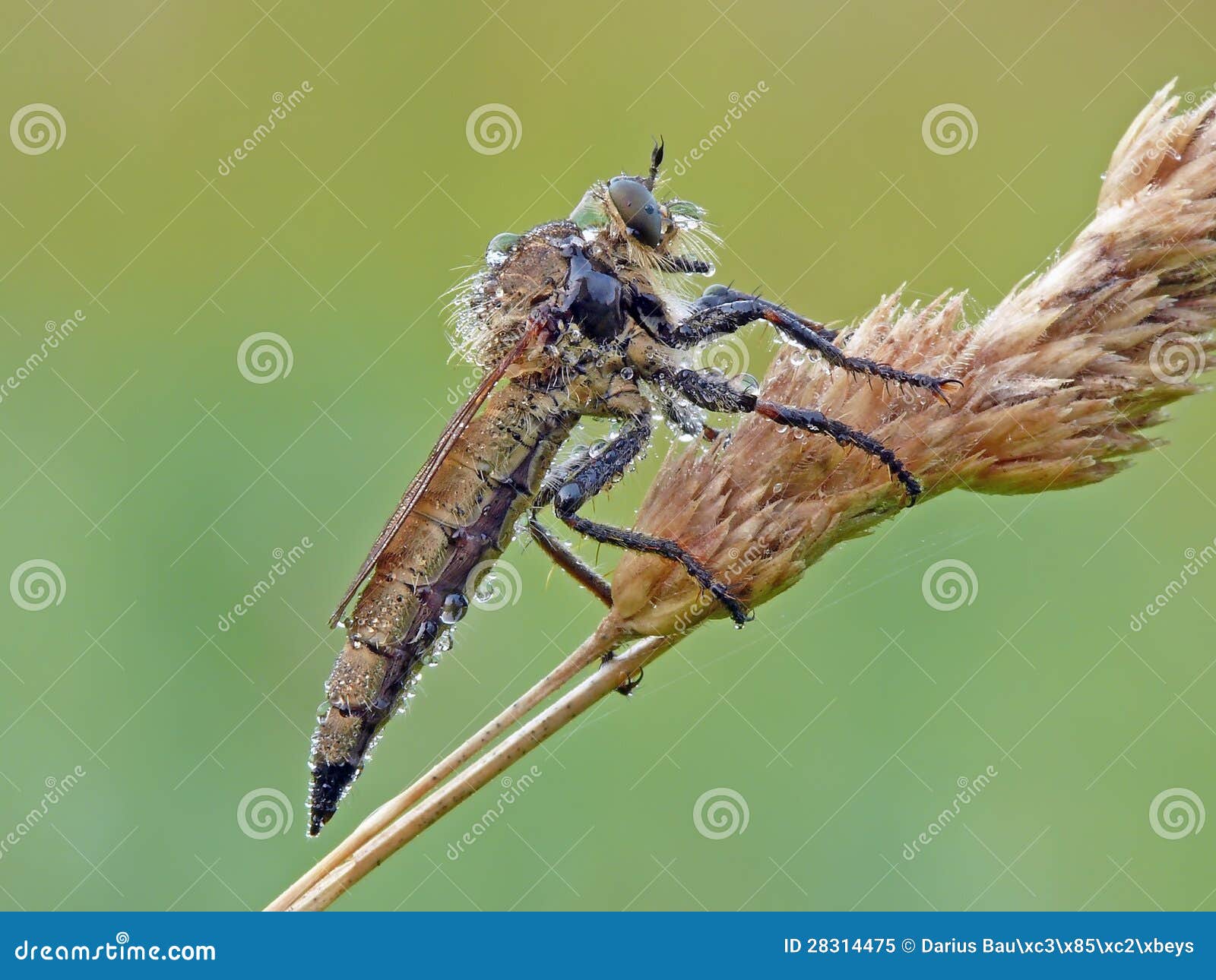 The Robber fly stock image. Image of nature, body, summer - 28314475