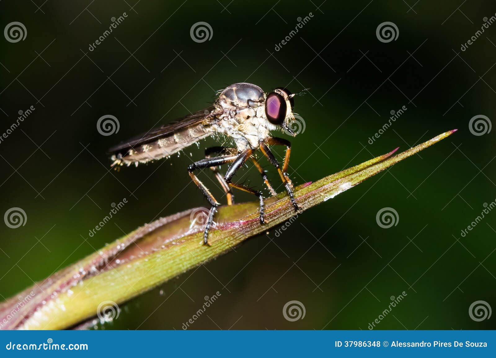 Robber Fly stock photo. Image of closeup, victim, background - 37986348