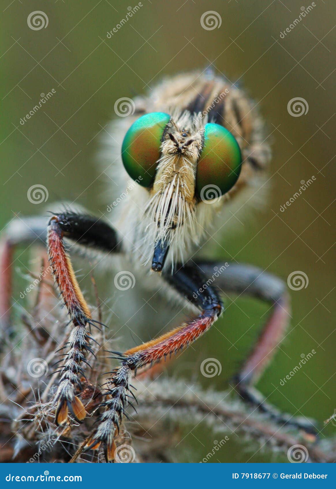 Robber Fly stock image. Image of predator, complex, creepy - 7918677