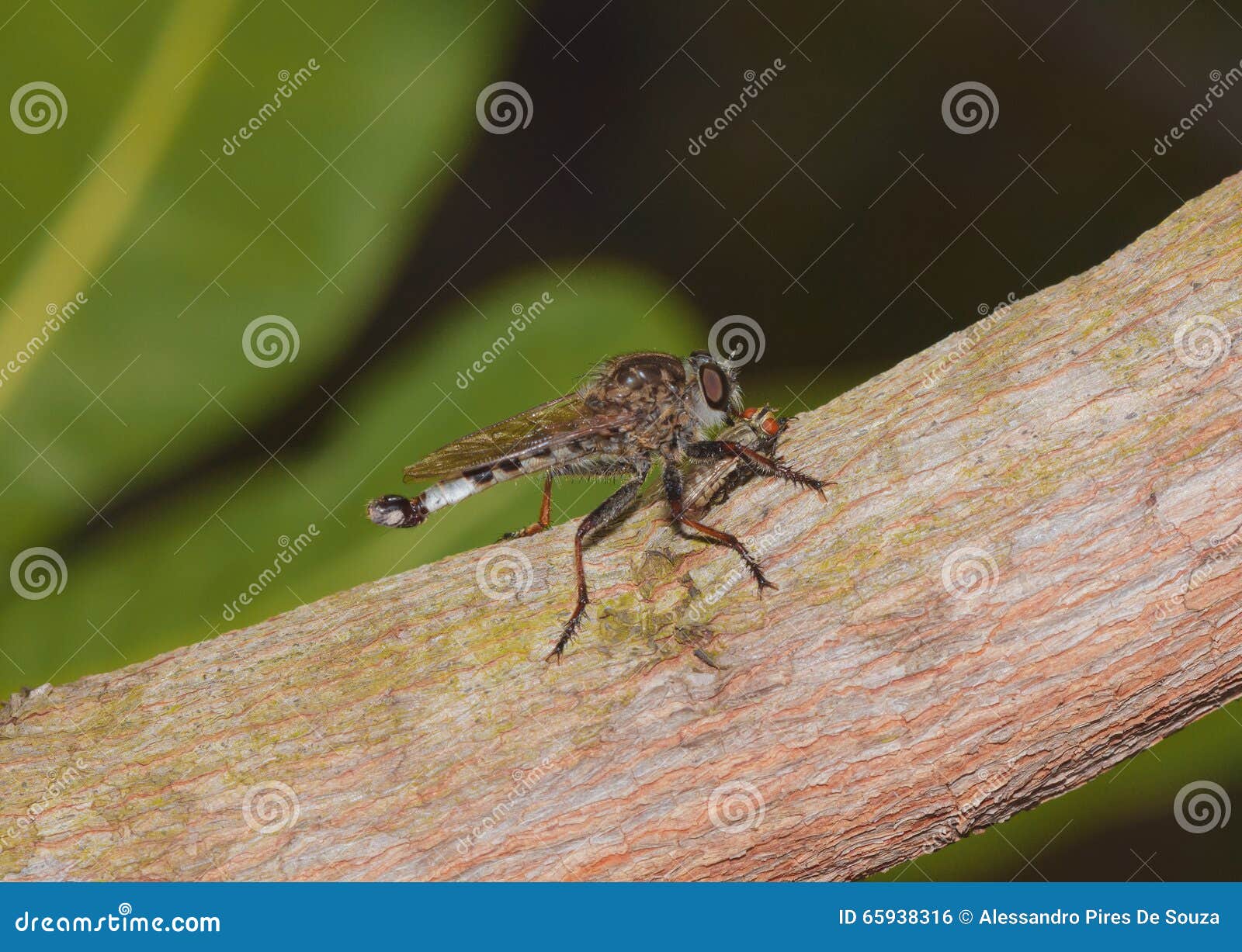 Robber Fly in action stock photo. Image of macro, predator - 65938316