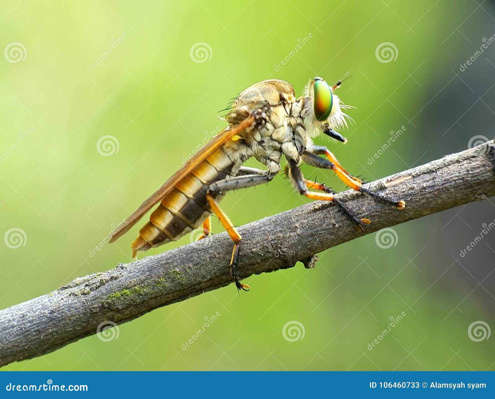 Royalty Free Images, Cartoons, Illustrations And Photos Designed By ...