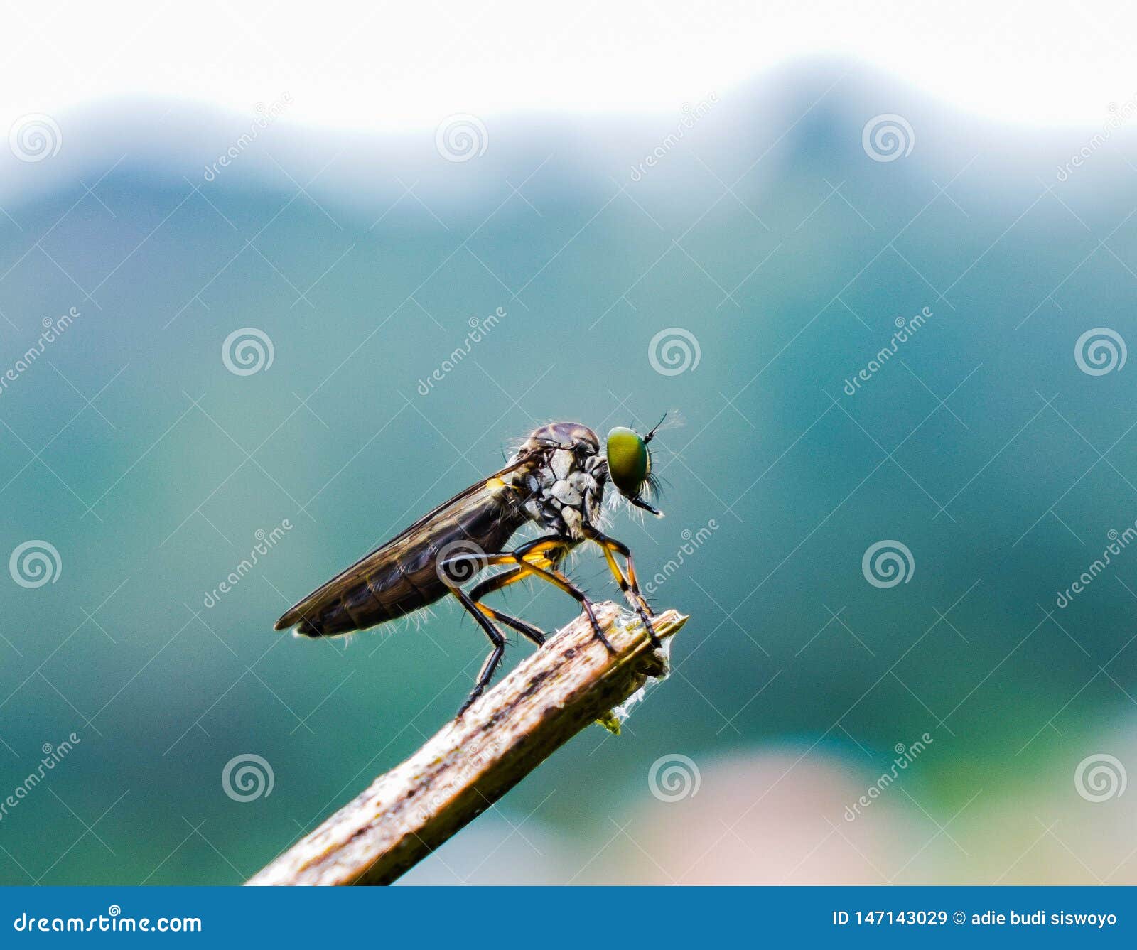 Robber fly stock image. Image of nature, outdoor, animals - 147143029