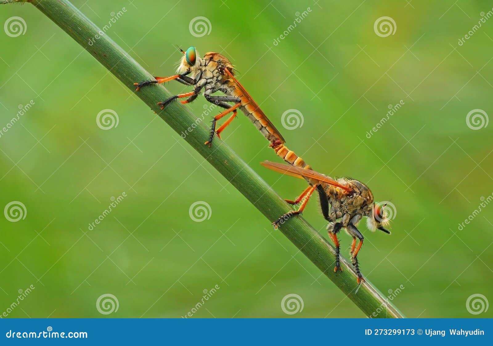 Robber Fly,Asilidae,assassin Flies Stock Image - Image of animals ...