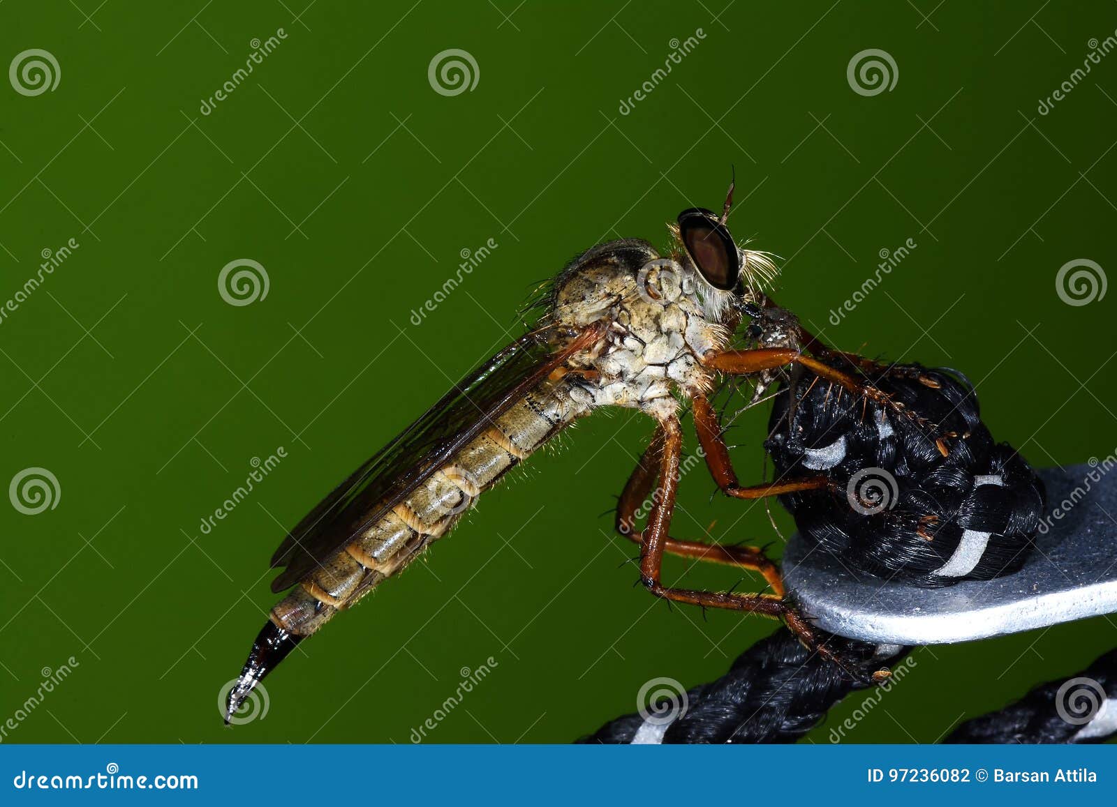 Robber Fly AKA Assassin Fly Macro Detail Side Shot Stock Photography ...
