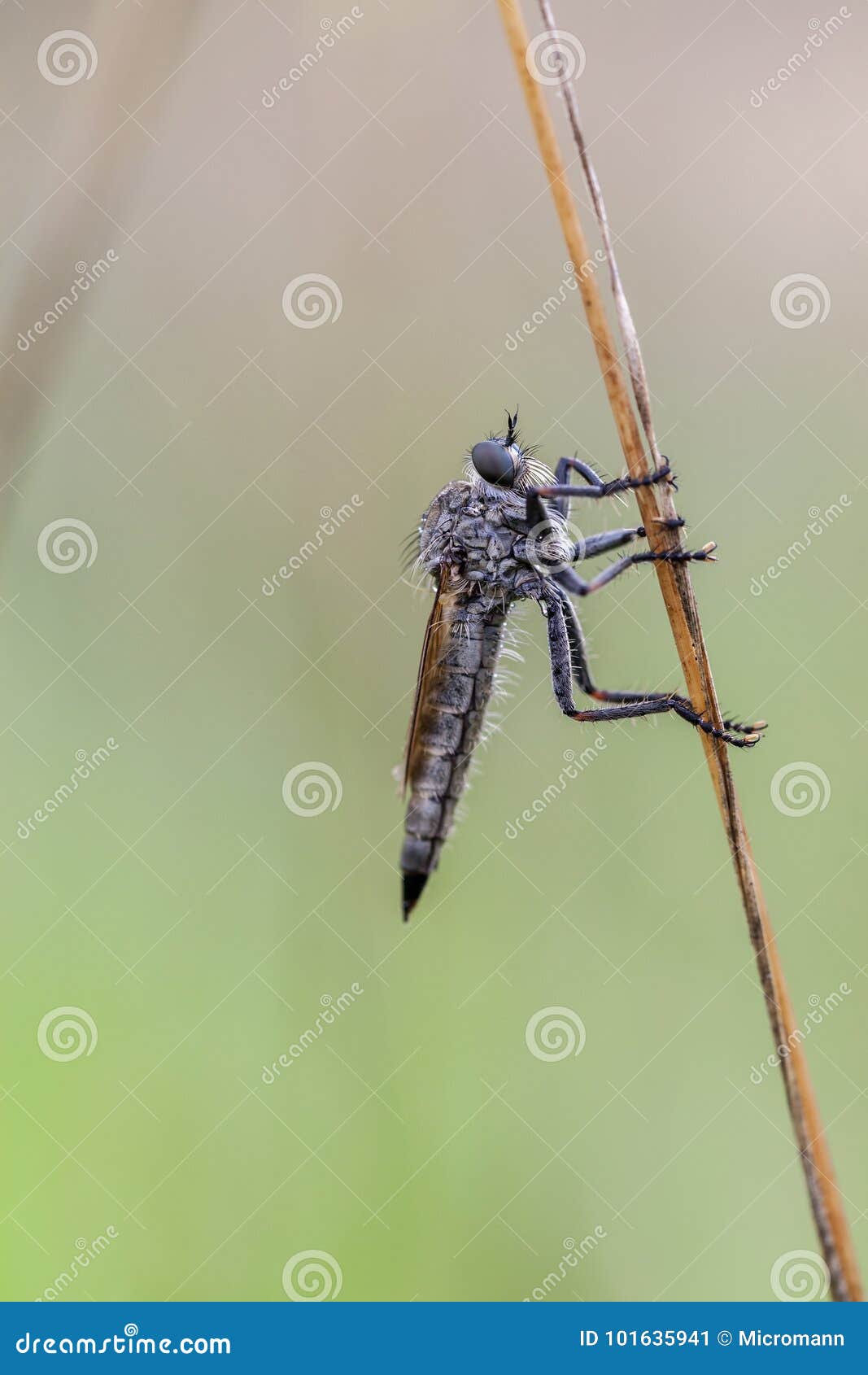 Asilidae Macro Photography, This Giant Diptera Is Named A Robber Fly ...